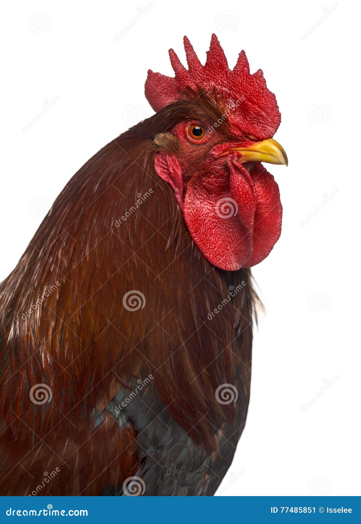 Close-up Welsummer Dutch Rooster Stock Image - Image of rooster ...