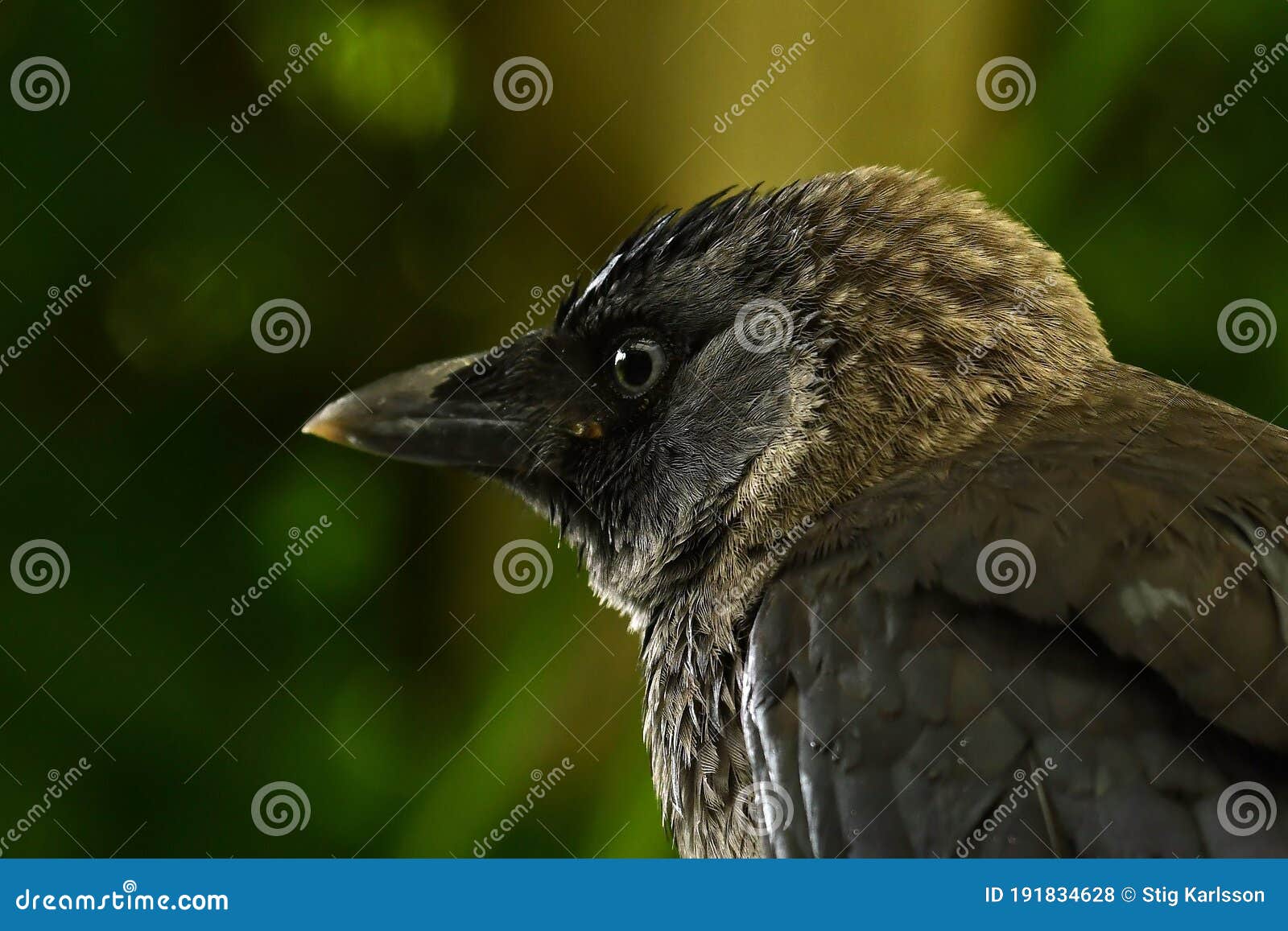 Close Up of Western Jackdaw, Corvus Monedula Juvenile Stock Photo ...