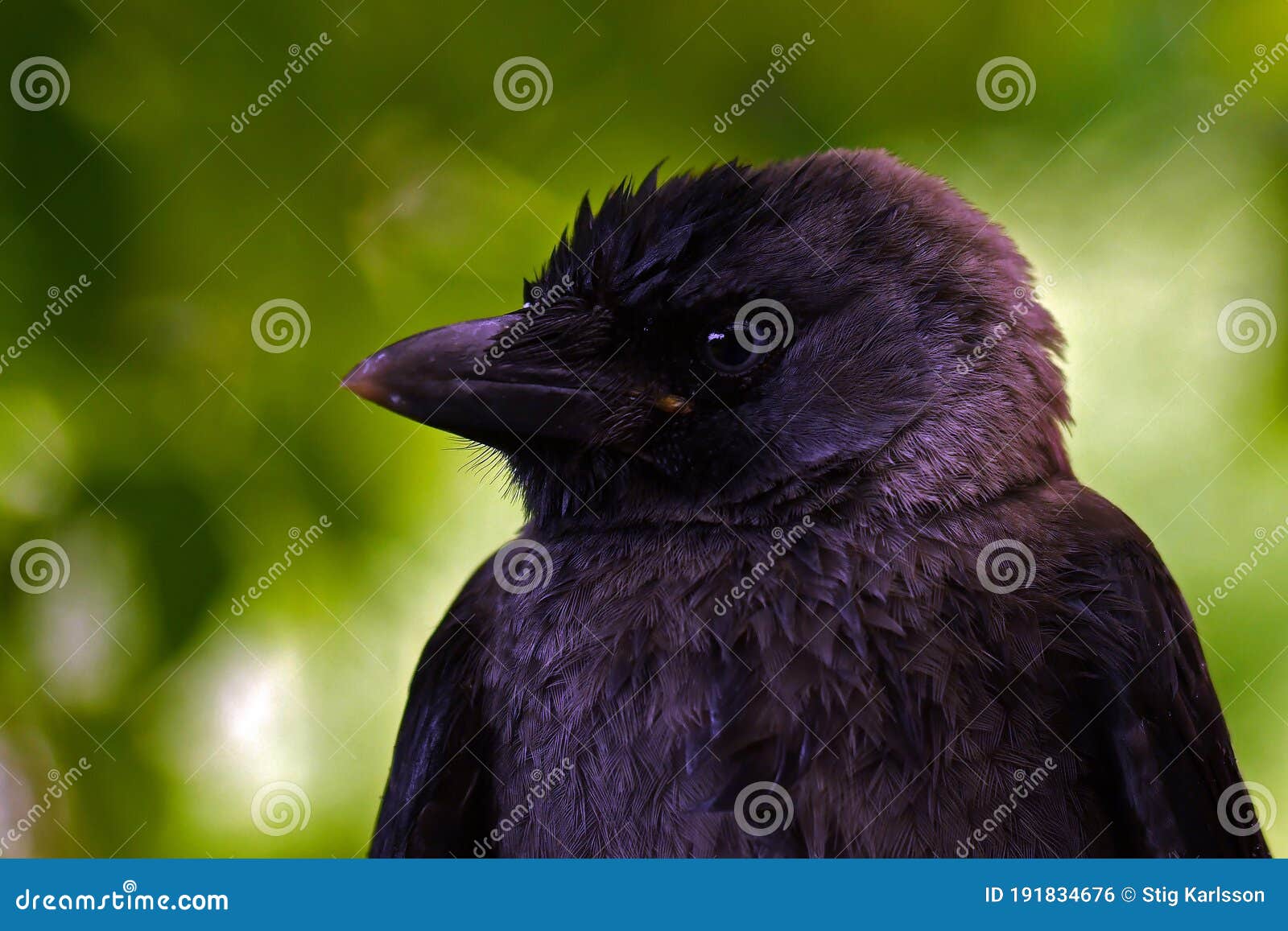 Close Up of Western Jackdaw, Corvus Monedula Juvenile Stock Photo ...