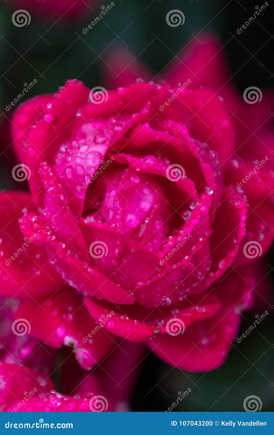 Close Up of Wet Pink Rose in the Rain Stock Photo - Image of rose ...