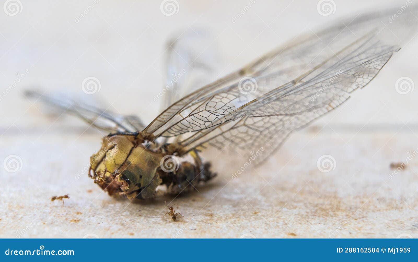 Close Up What is Left of the Dragonfly Stock Photo - Image of damselfly ...