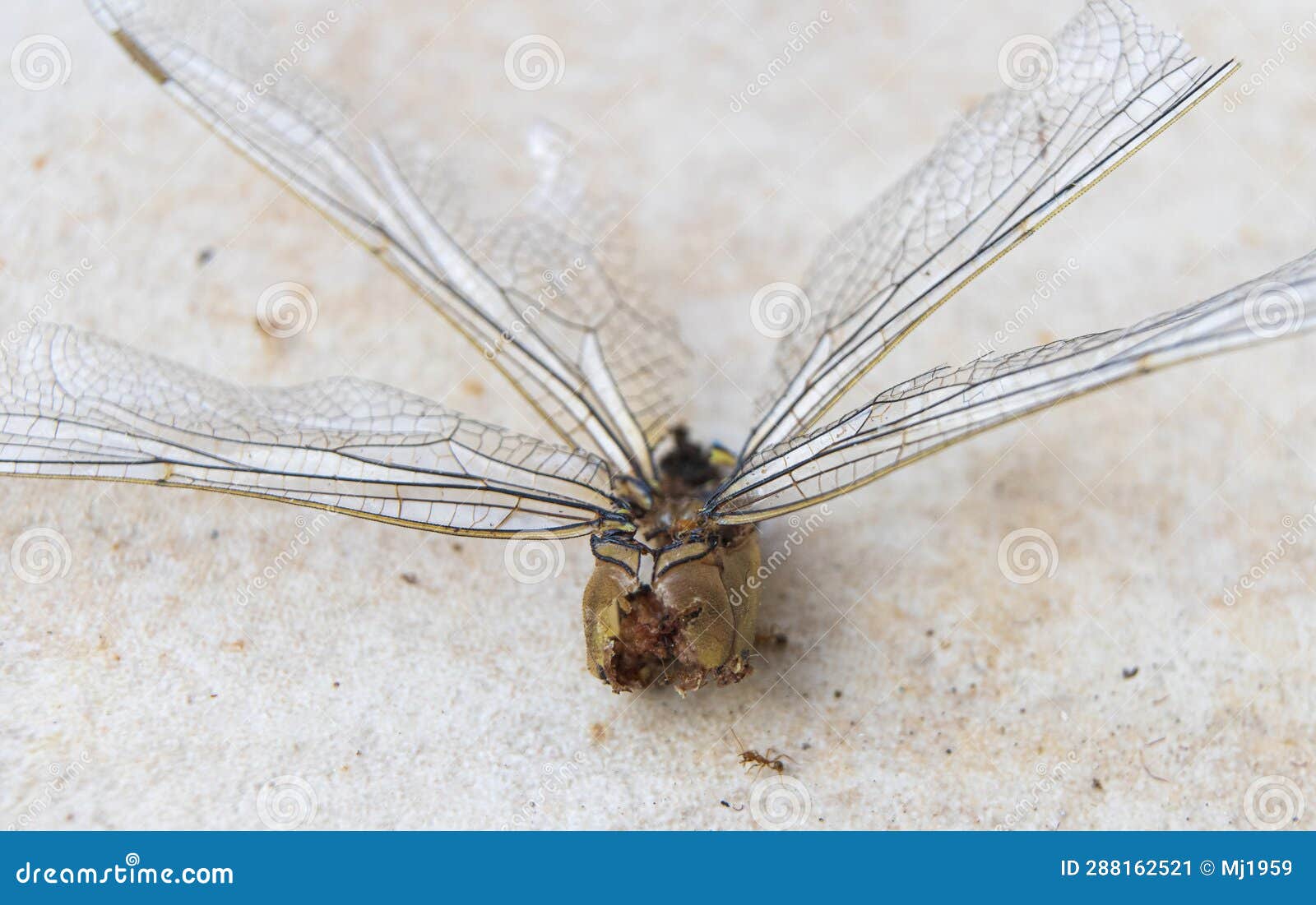 Close Up What is Left of the Dragonfly Stock Image - Image of life ...
