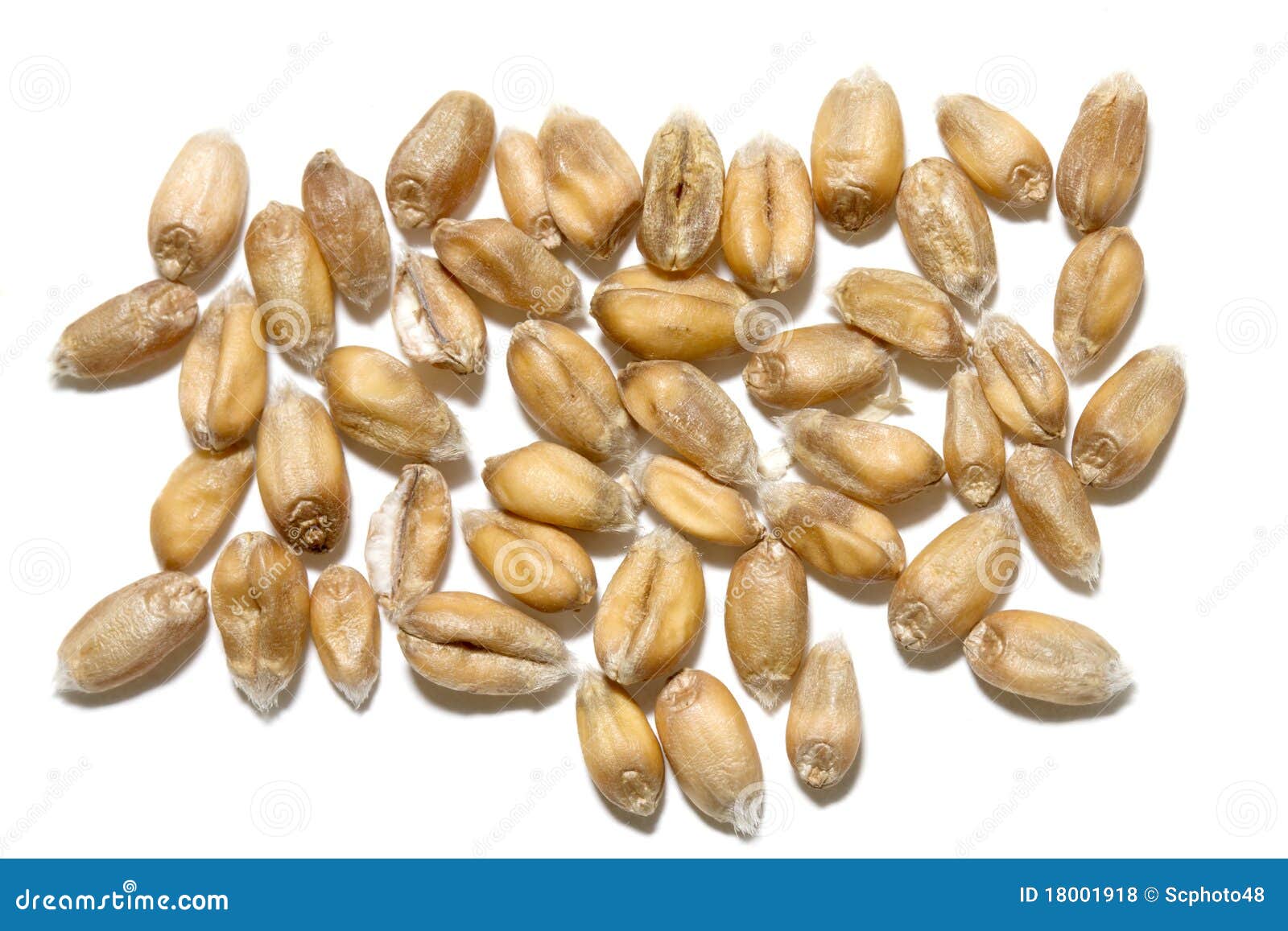 Close up wheat stock photo. Image of harvest, grain, seed - 18001918