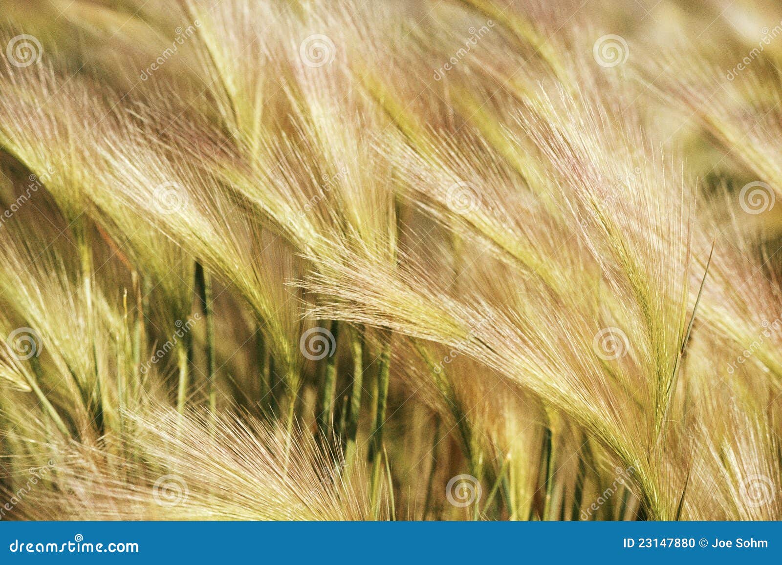 Close Up of Wheat stock photo. Image of natural, detail - 23147880
