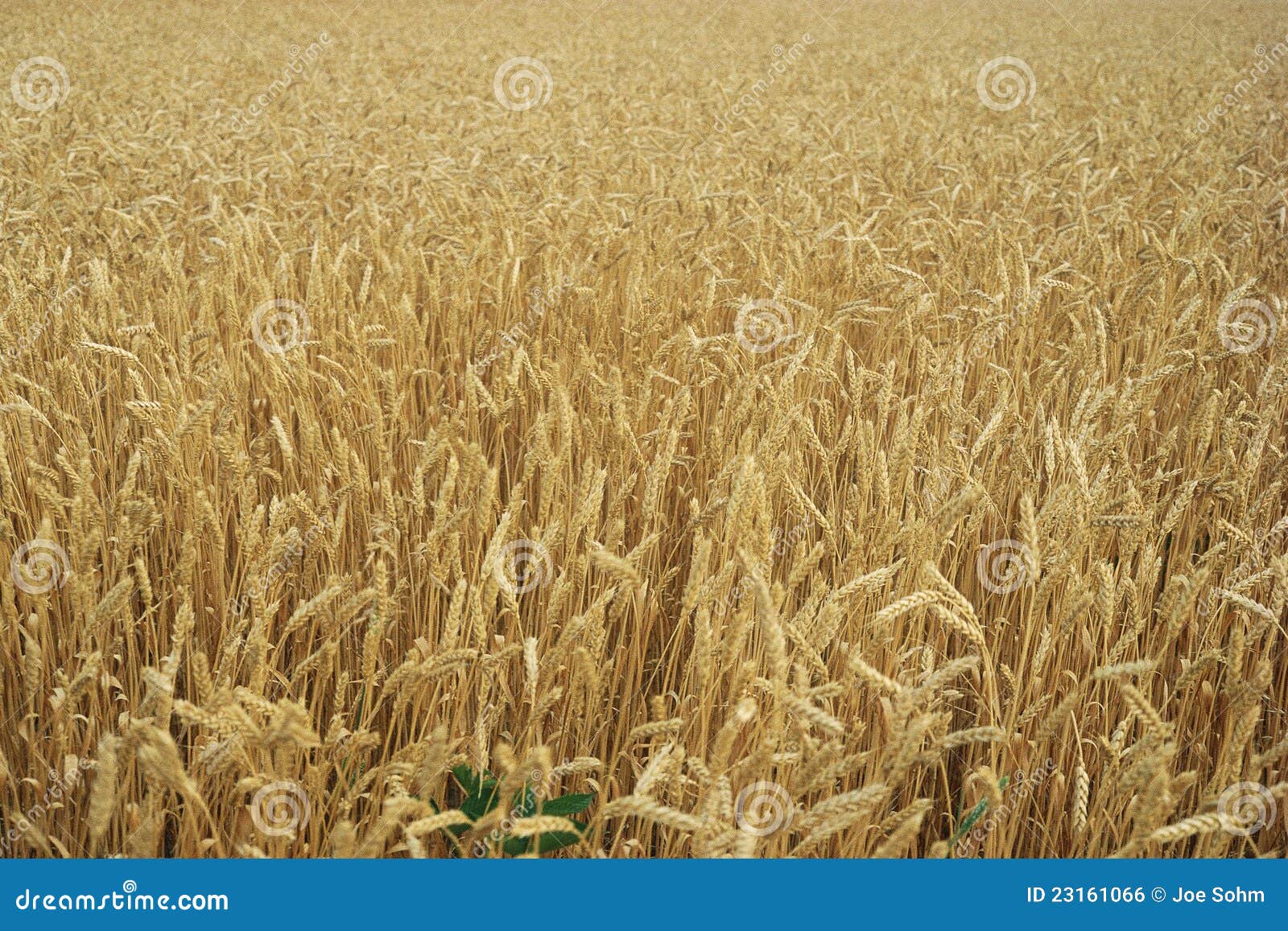 Close up of Wheat stock photo. Image of wheat, field - 23161066