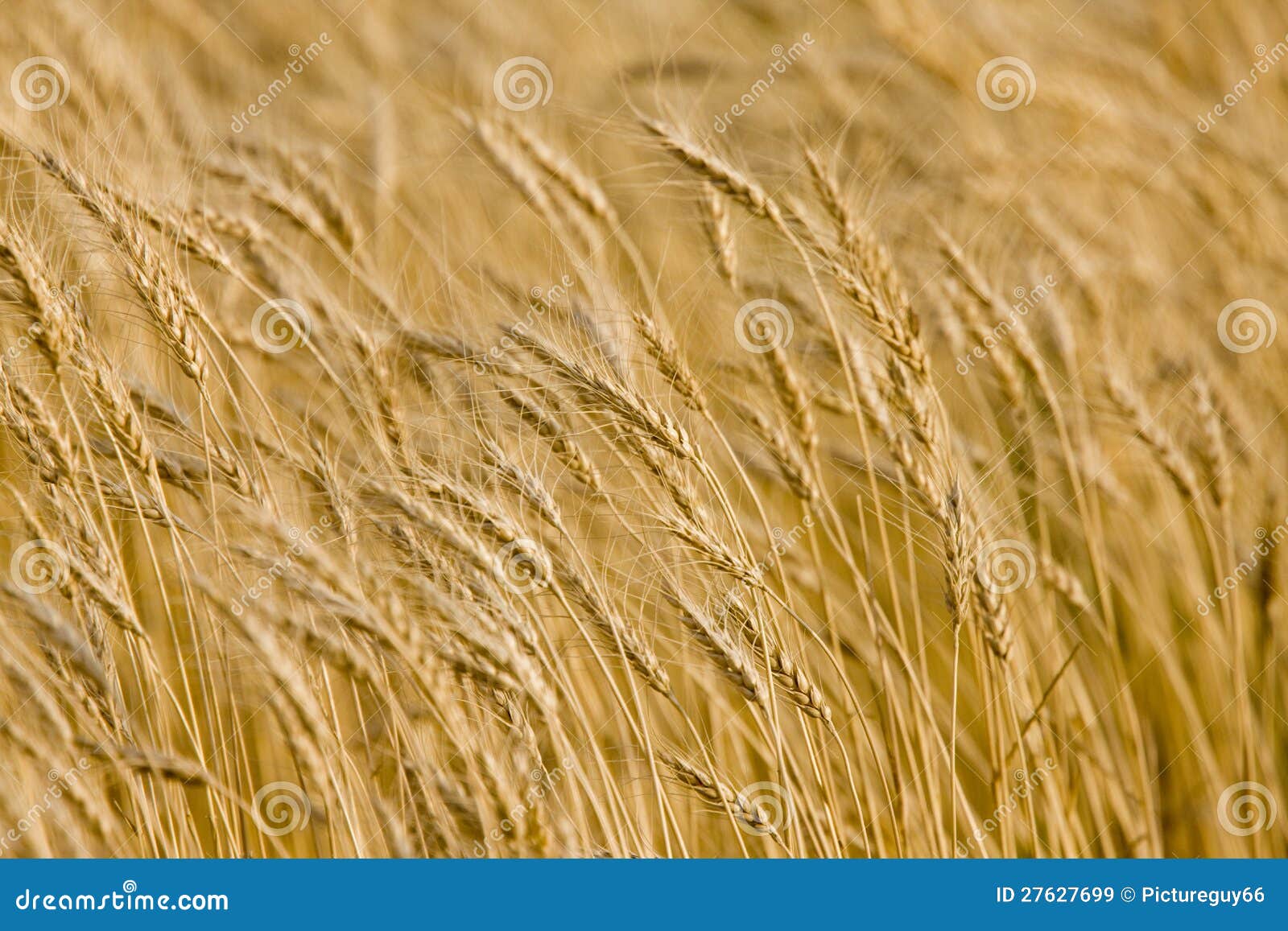 Close up Wheat stock image. Image of cereal, farming - 27627699