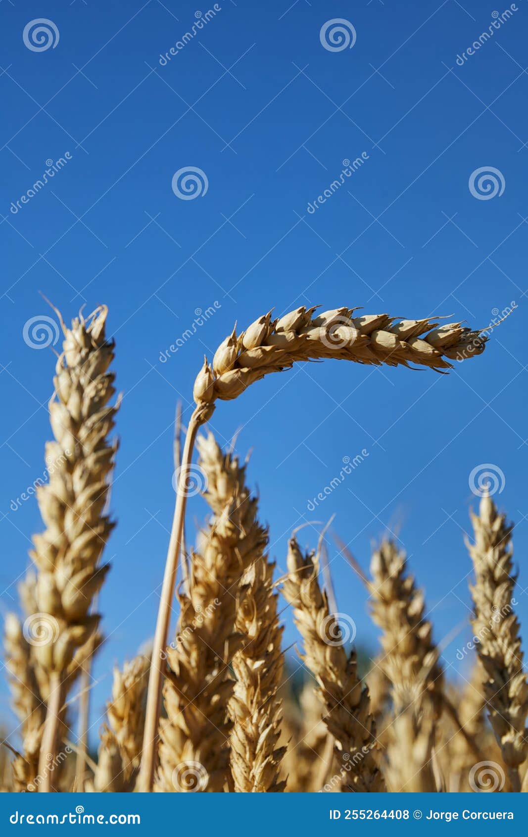 Close Up of Wheat Branches. Cereal Crisis with Copy Space, Vertical ...