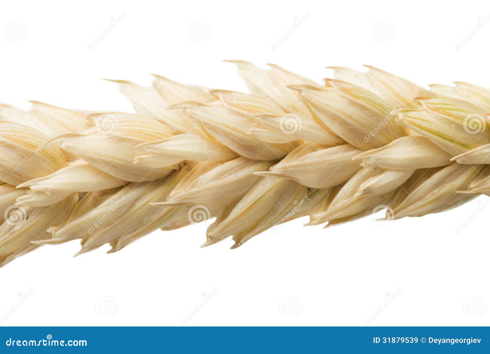 Close Up Wheat Cereal Crops Stock Image - Image of stem, grain: 31879539