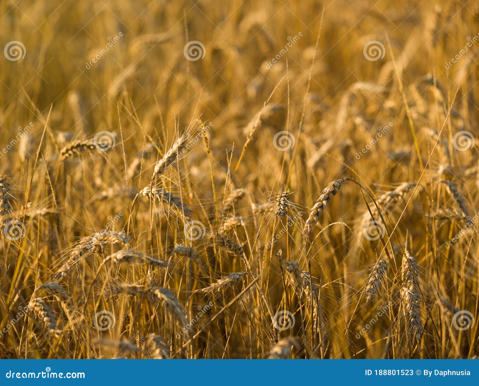 Close-up wheat stock image. Image of crop, fall, cultivate - 188801523