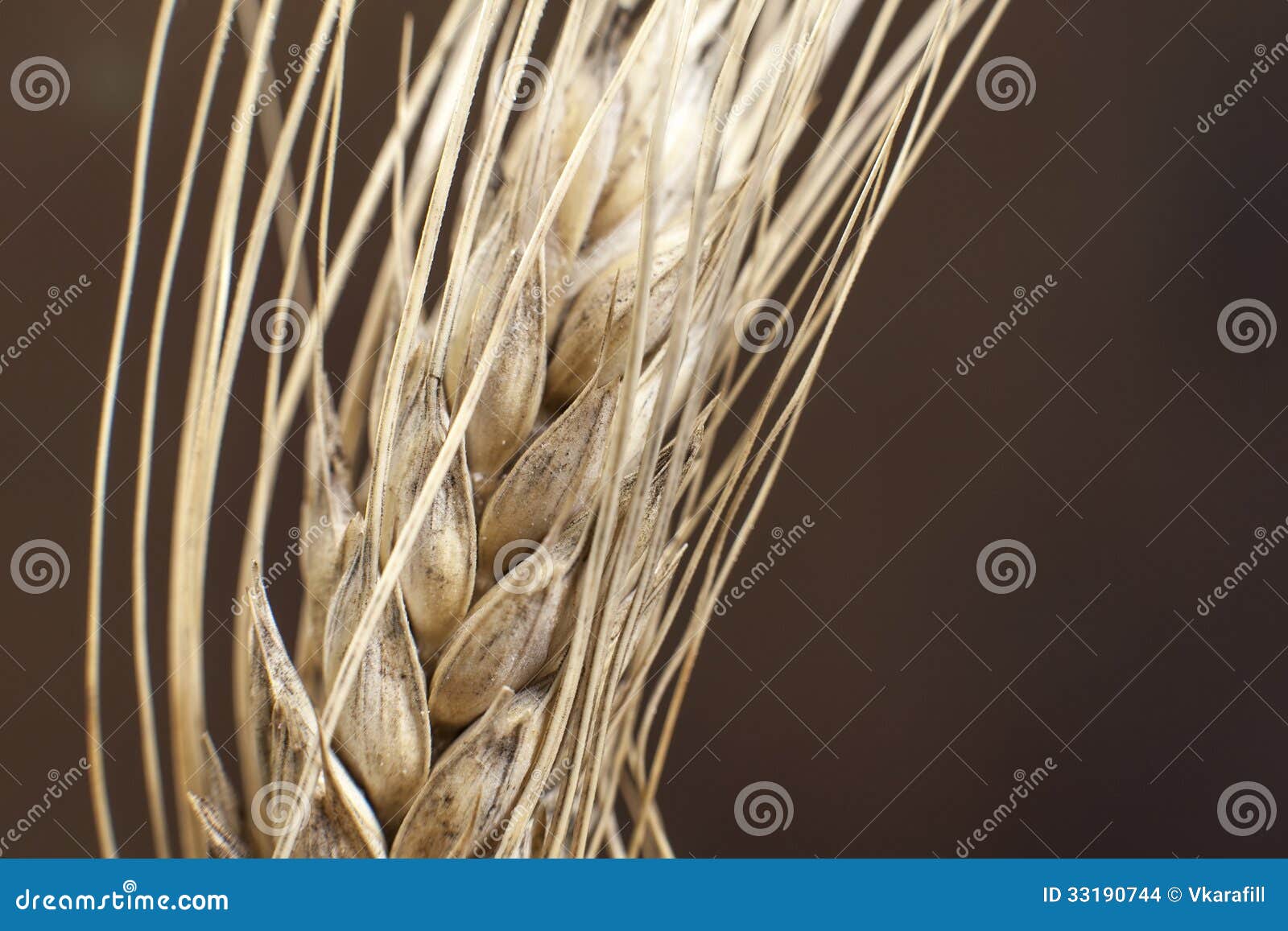 Close up from a wheat stock photo. Image of natural, yellow - 33190744