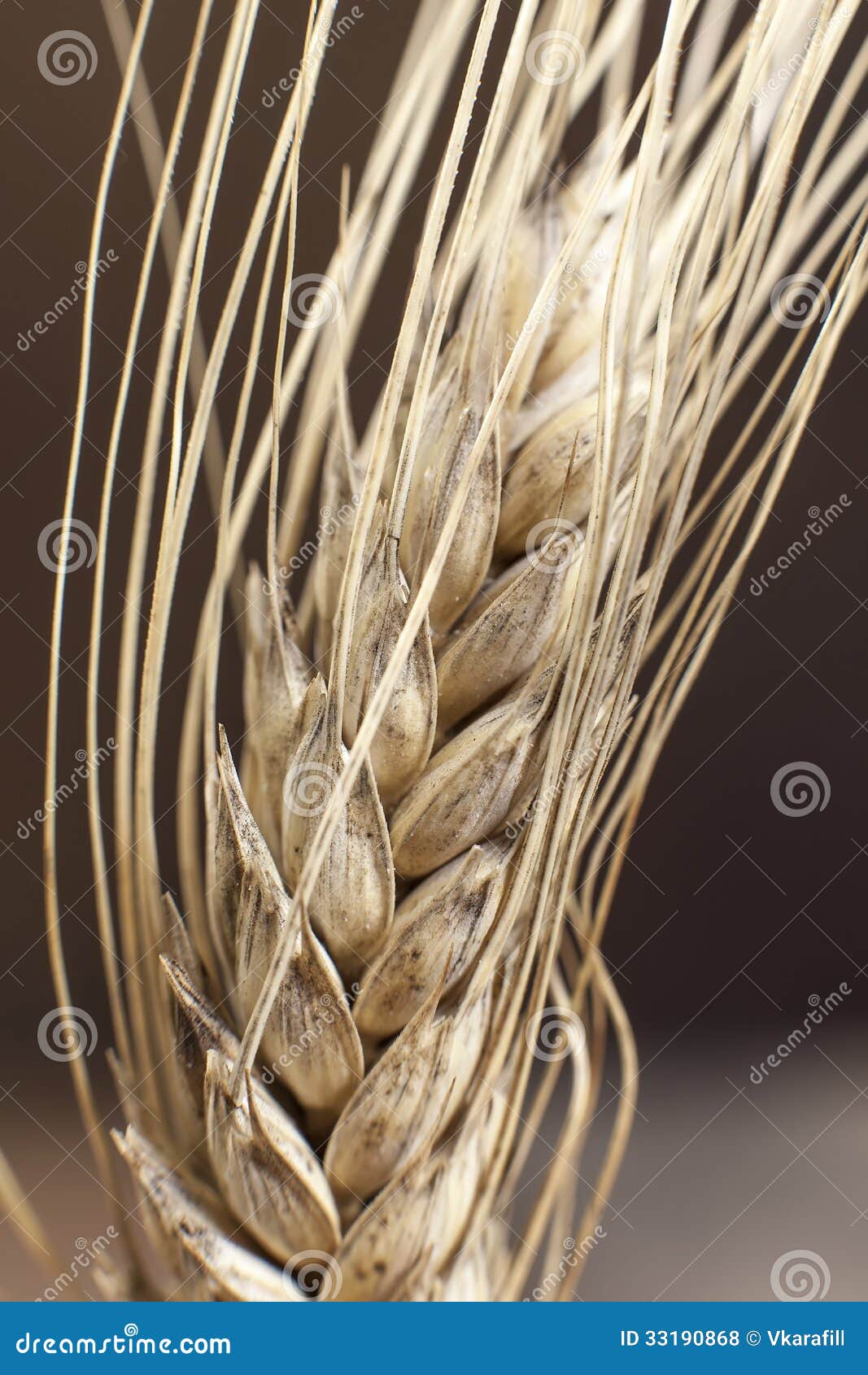 Close up from a wheat stock photo. Image of cereal, nature - 33190868