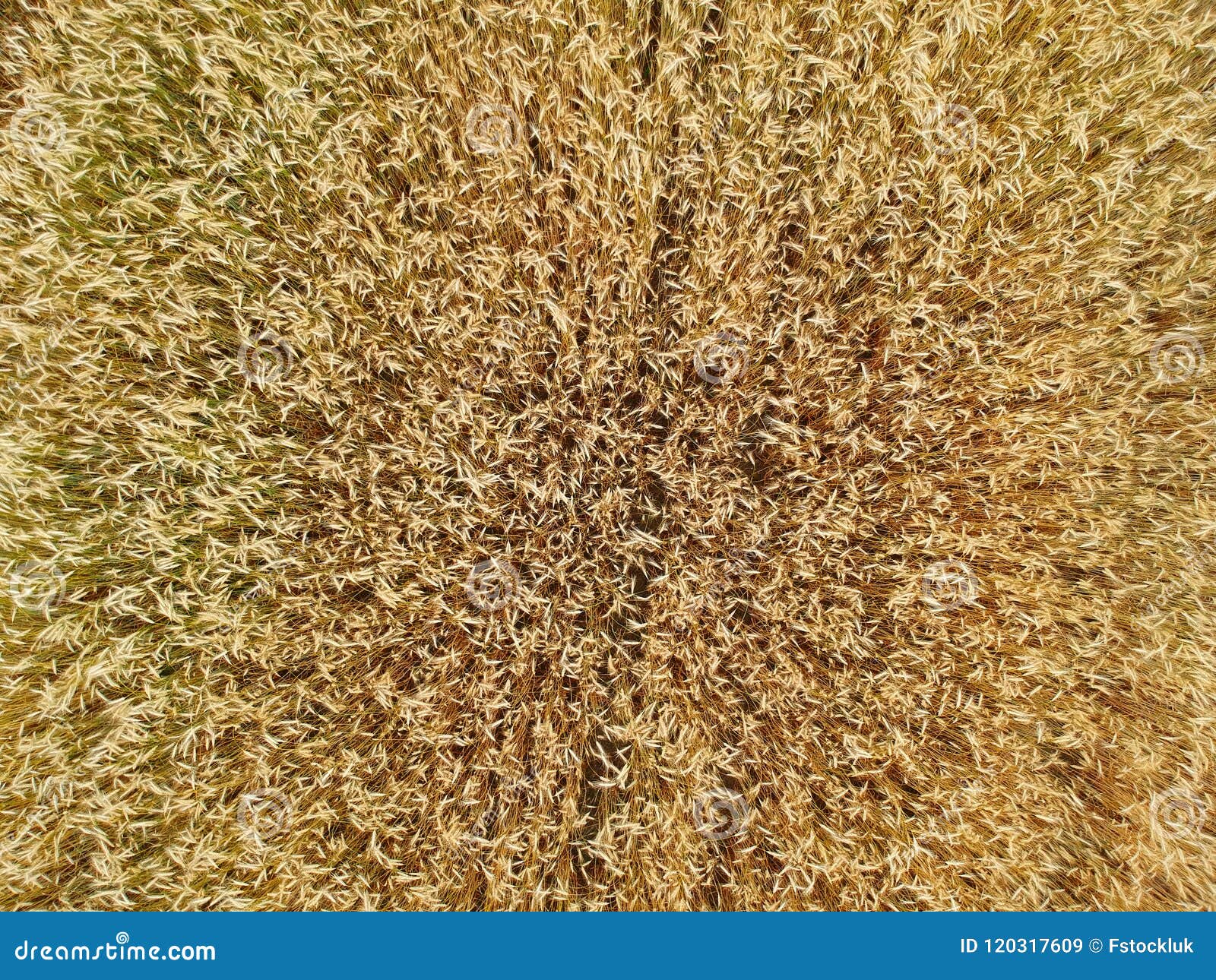 Close Up on Wheat Field, Aerial Top View Stock Image - Image of high ...
