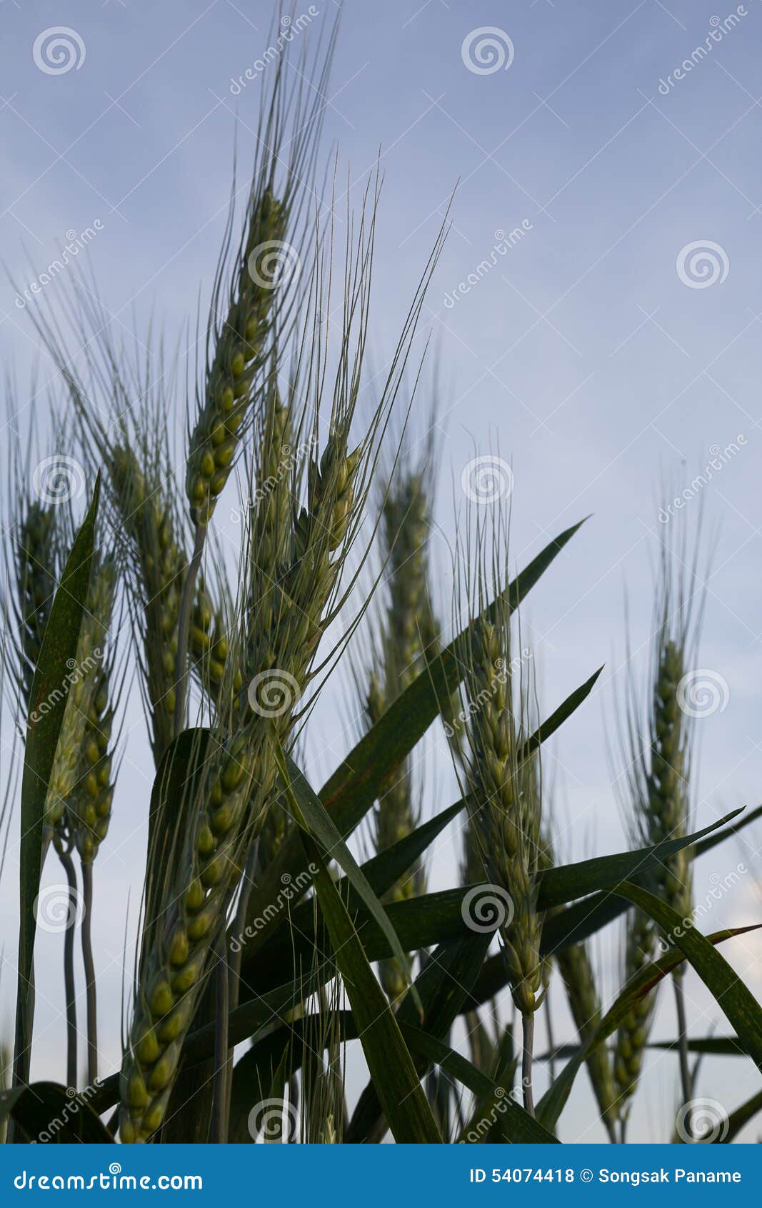 Close Up Wheat Field in Country Side Stock Photo - Image of countryside ...