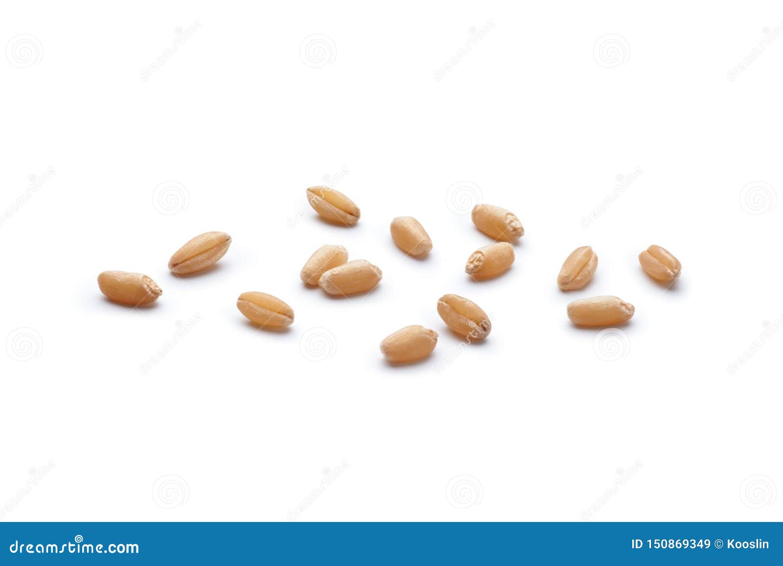 Close-up of wheat grains stock image. Image of crop - 150869349