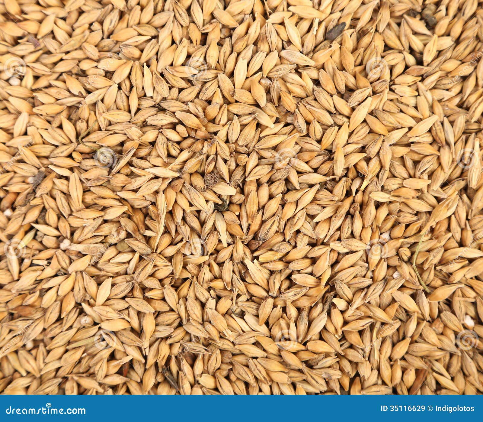 Close up of wheat grains. stock image. Image of agriculture - 35116629