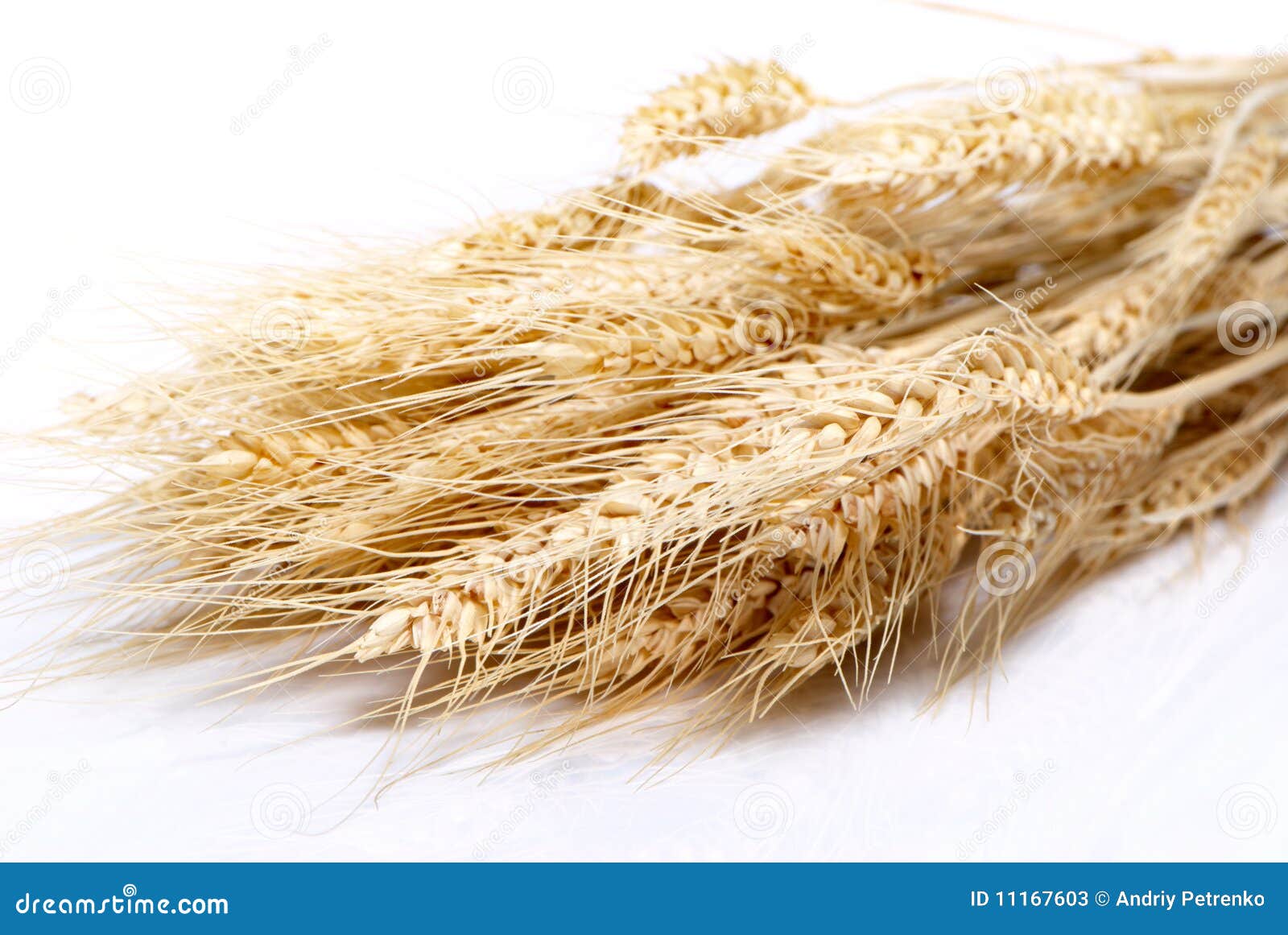 Close Up of Wheat Nice Detail Stock Image - Image of isolated, frame ...