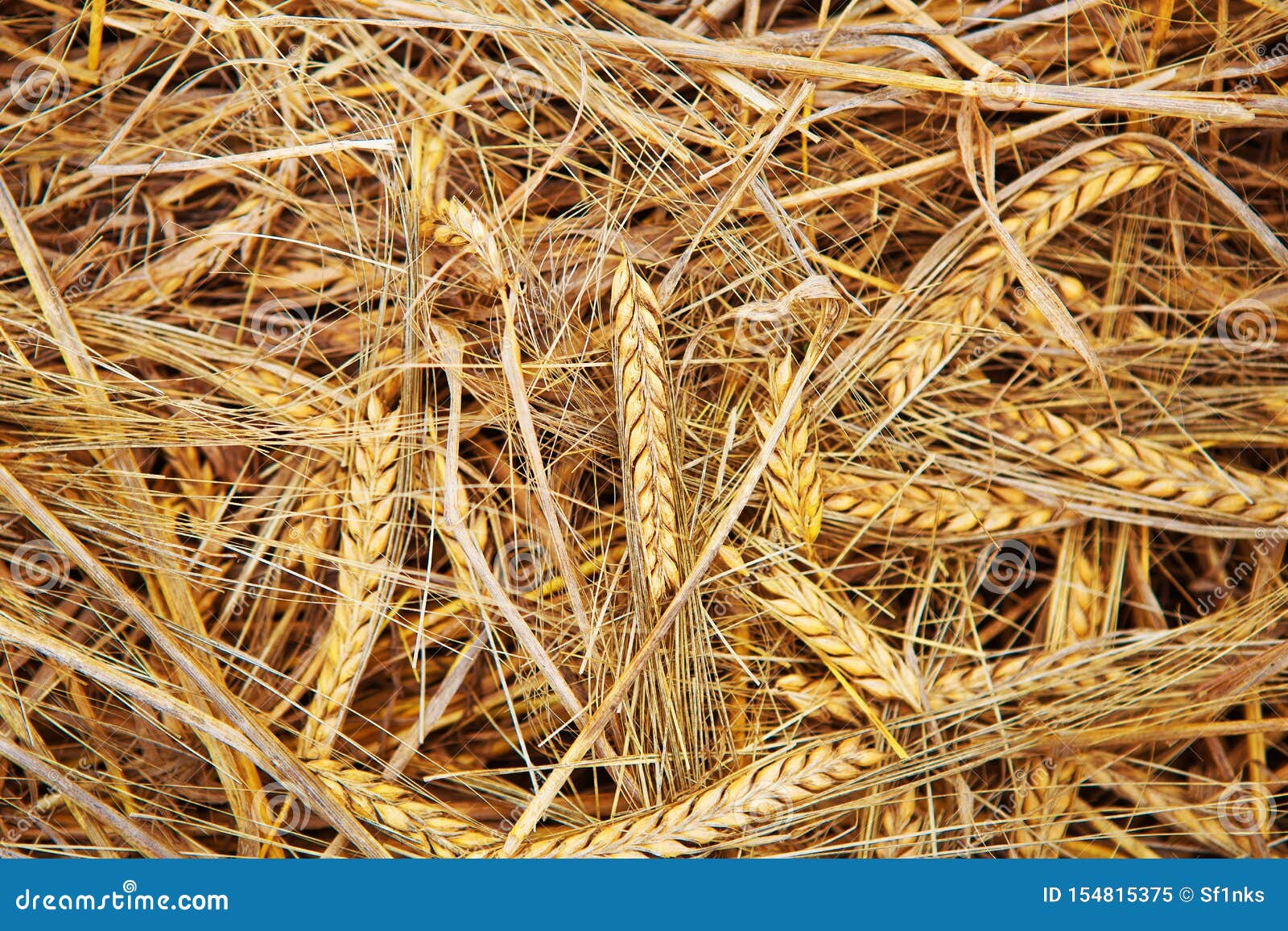 Close Up of Wheat Nice Detail Background Stock Image - Image of grain ...