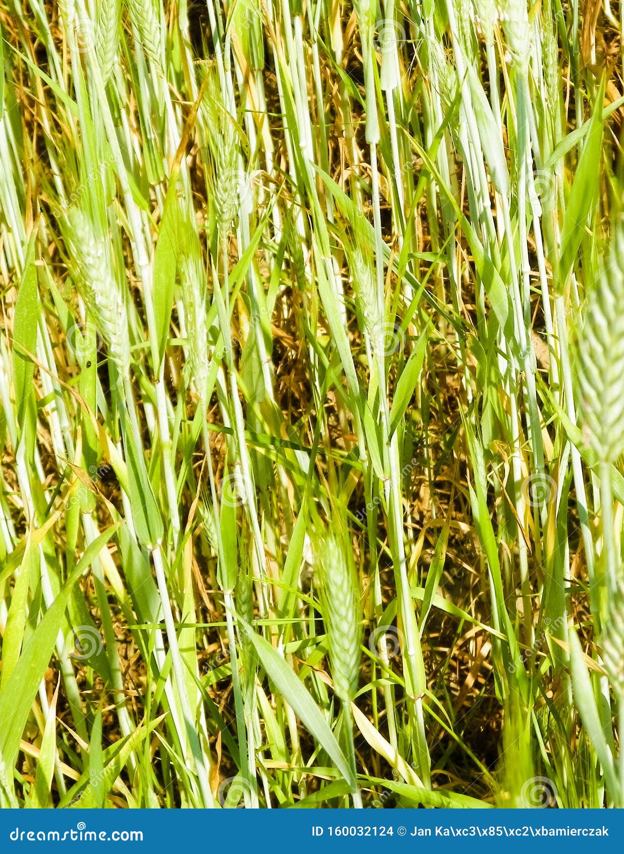 Close Up of Wheat Plant As Nature Background Stock Photo - Image of ...