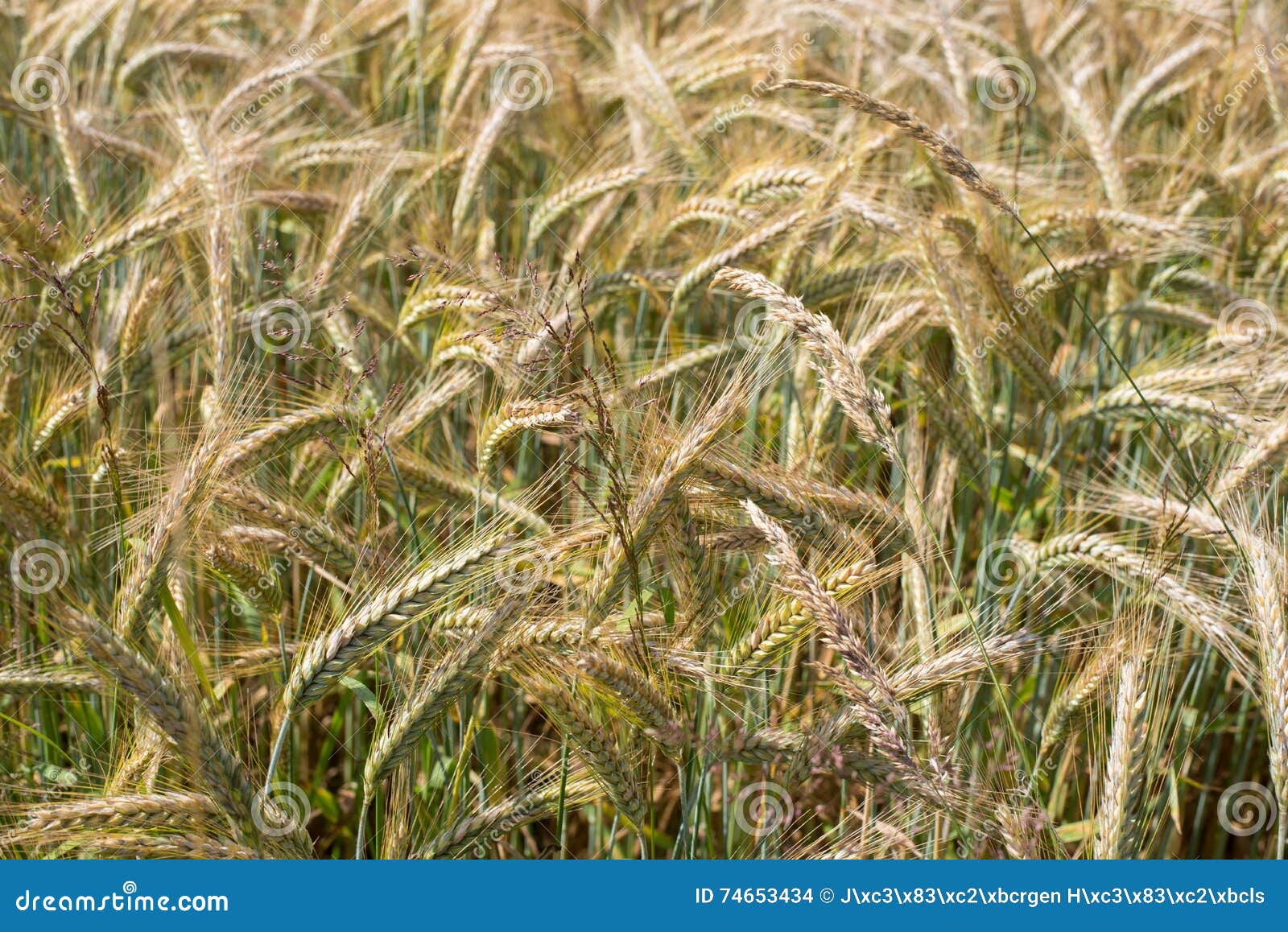 Close Up of Wheat Plants Shortly before Harvest Stock Photo - Image of ...