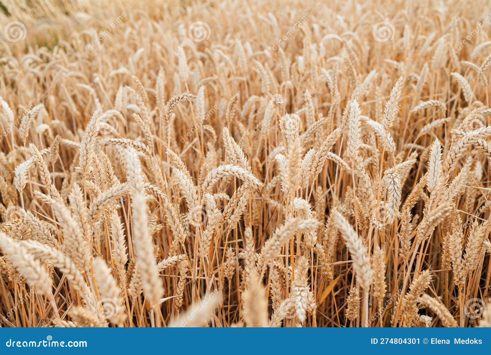 Close-up of Wheat or Rye Cereal Field. Harvesting Stock Image - Image ...
