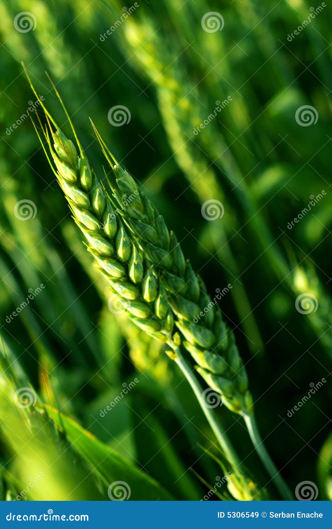 Close up of wheat stem stock image. Image of detail, plant - 5306549