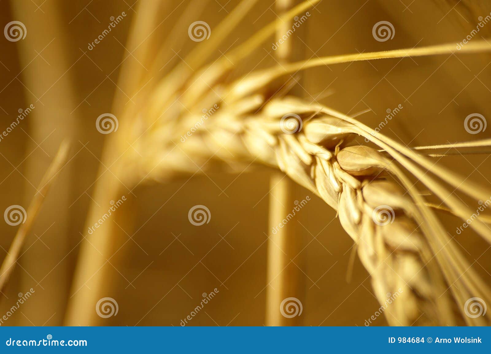 Close up from wheatfield stock photo. Image of scenery - 984684