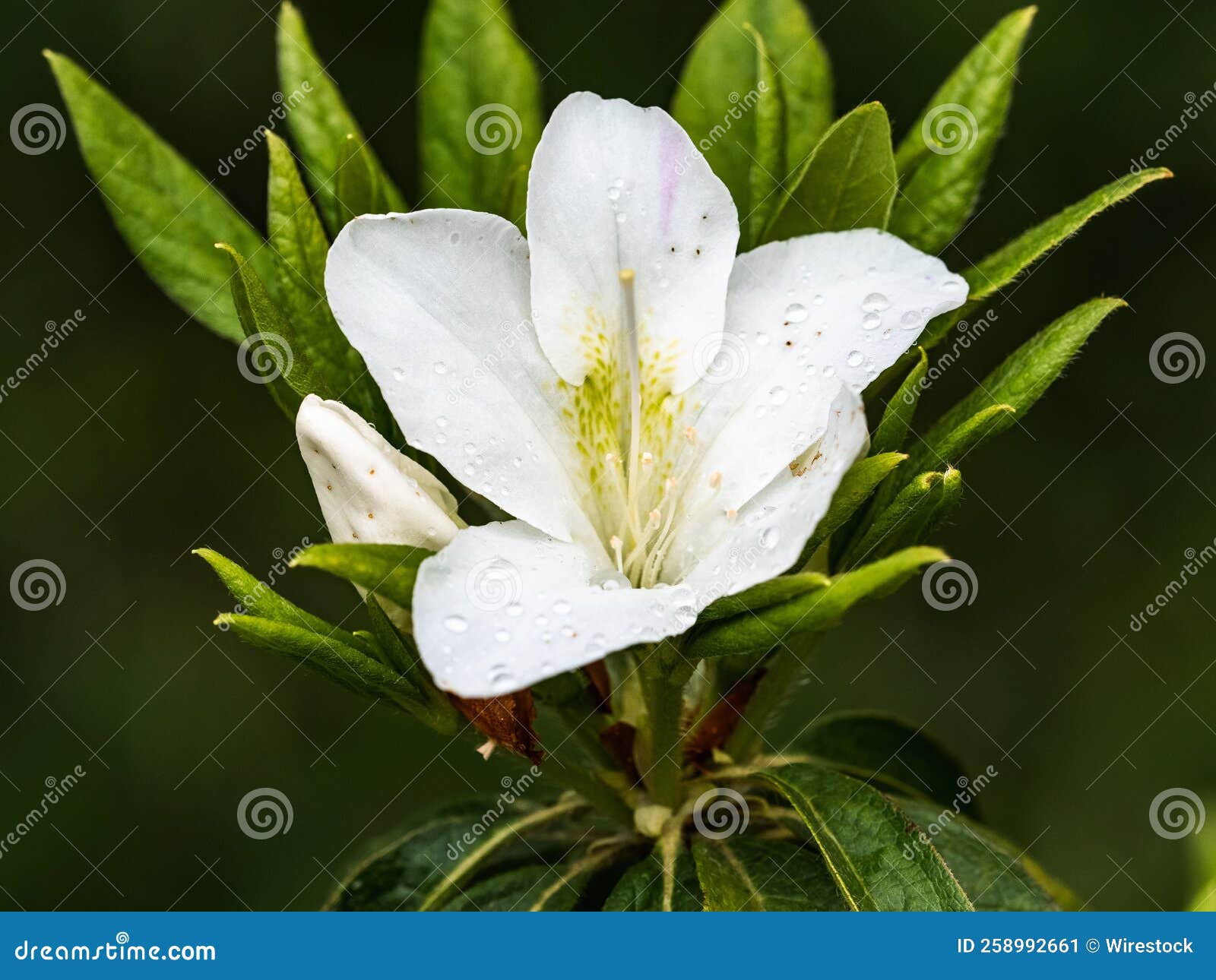Close Up of White Alstroemerias Stock Image - Image of background ...