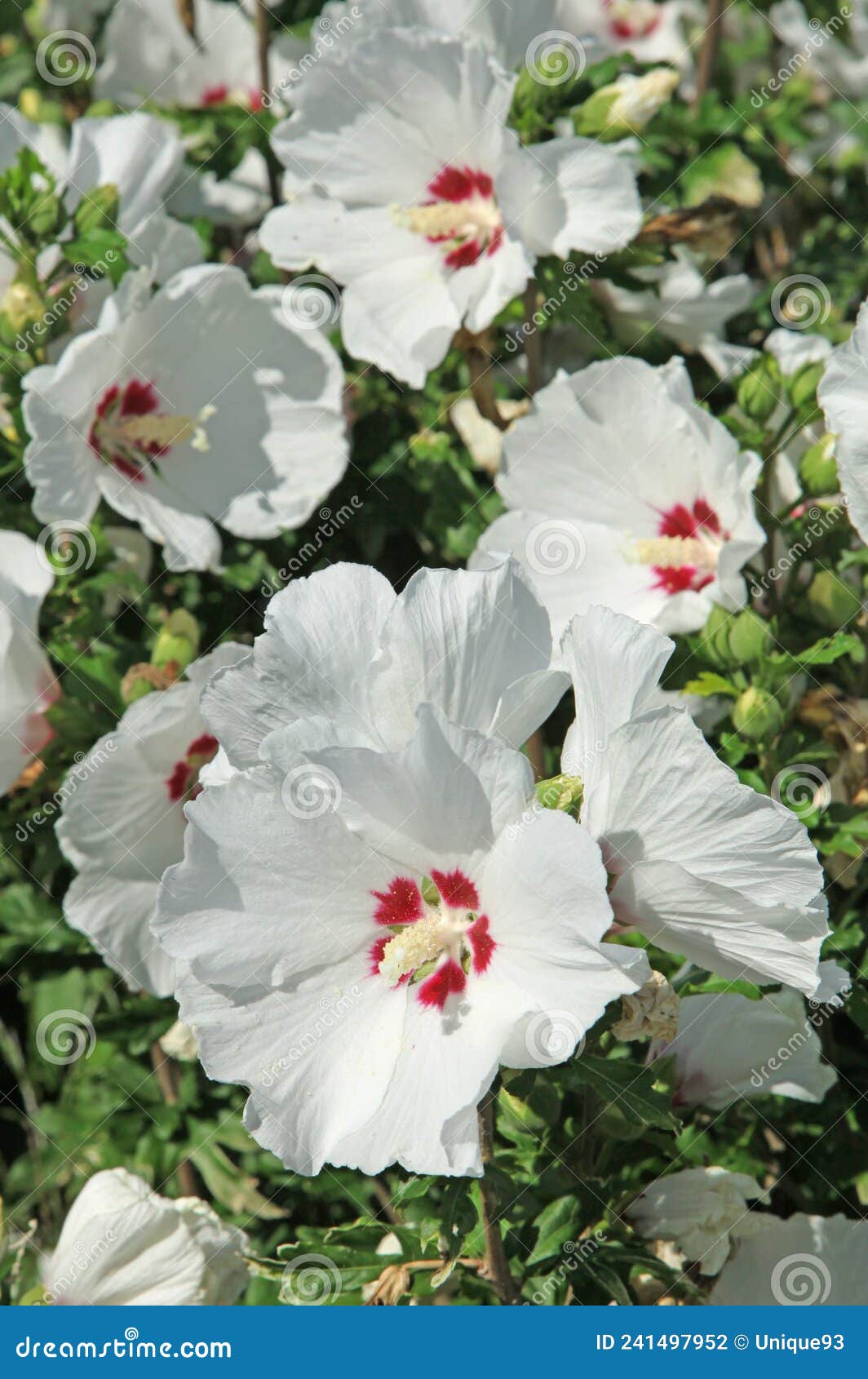 Close-up of White Althea in Full Bloom Stock Photo - Image of plant ...