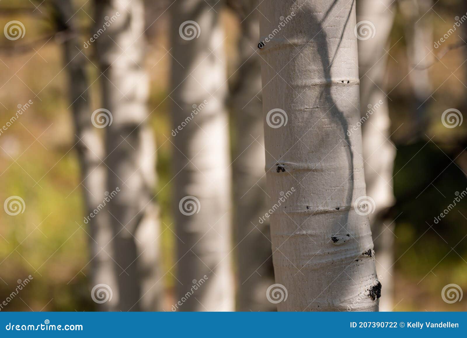 Close Up of White Aspen Tree Trunk Stock Photo - Image of summer, bark ...