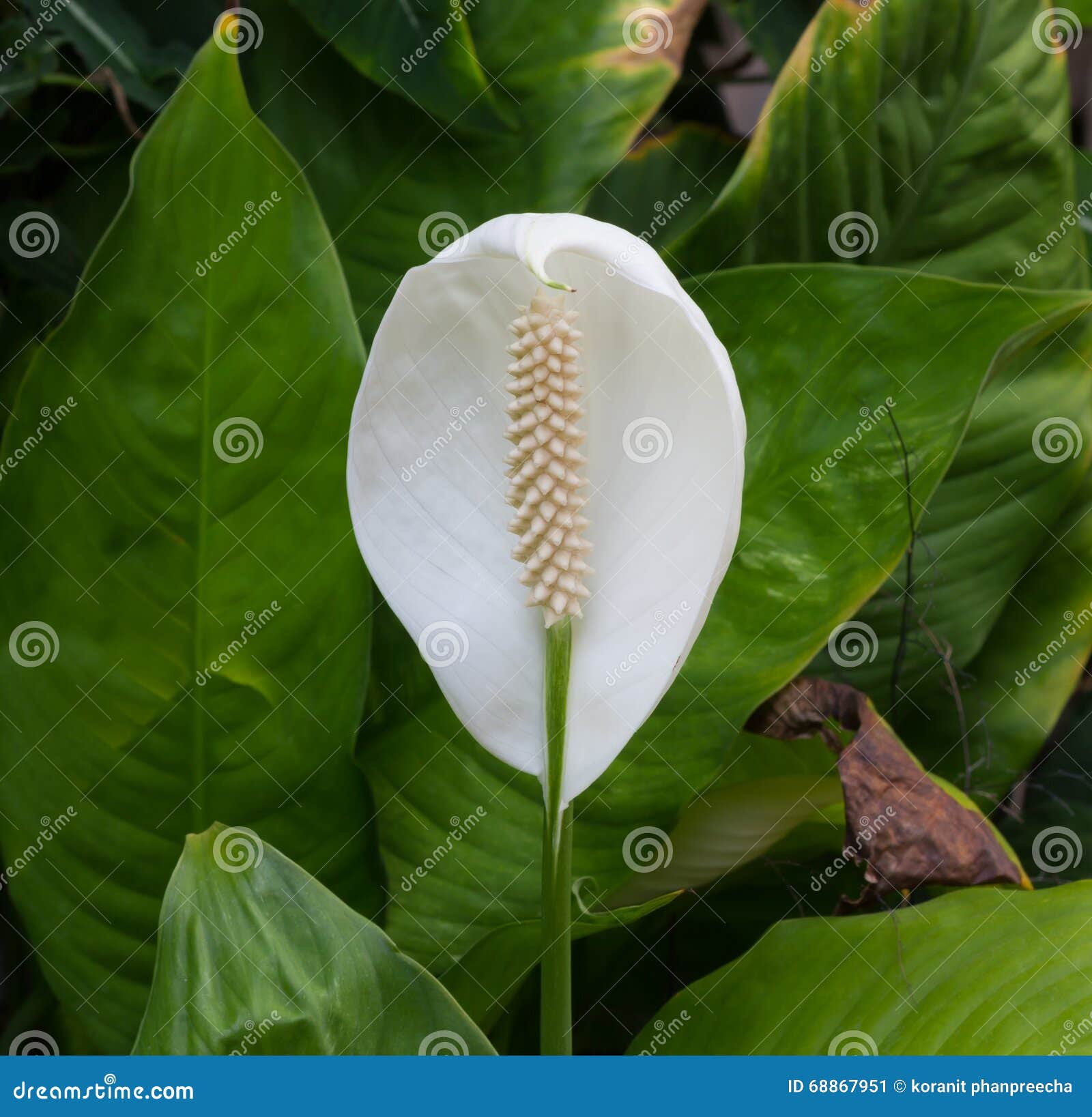 Close Up White Beautiful Spadix Flower Stock Image - Image of laceleaf ...