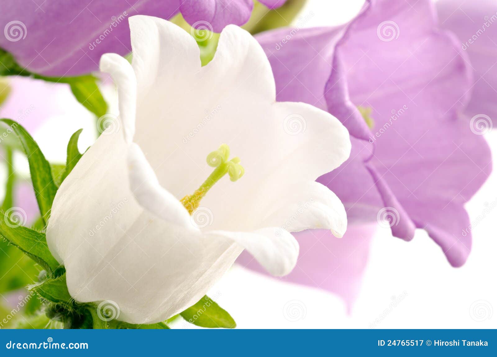 Close up white bell flower stock image. Image of bloom - 24765517