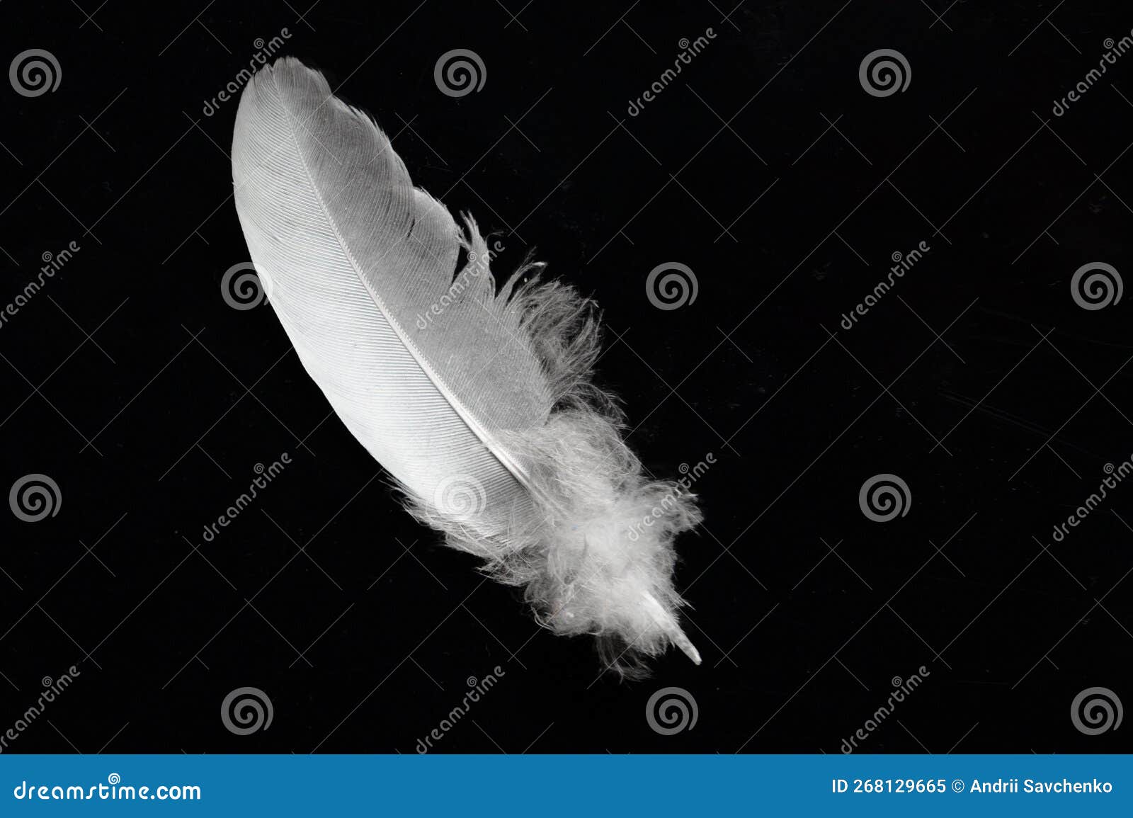 Close Up White Bird Feather. Soft and Sooth Feather for Animals Concept ...