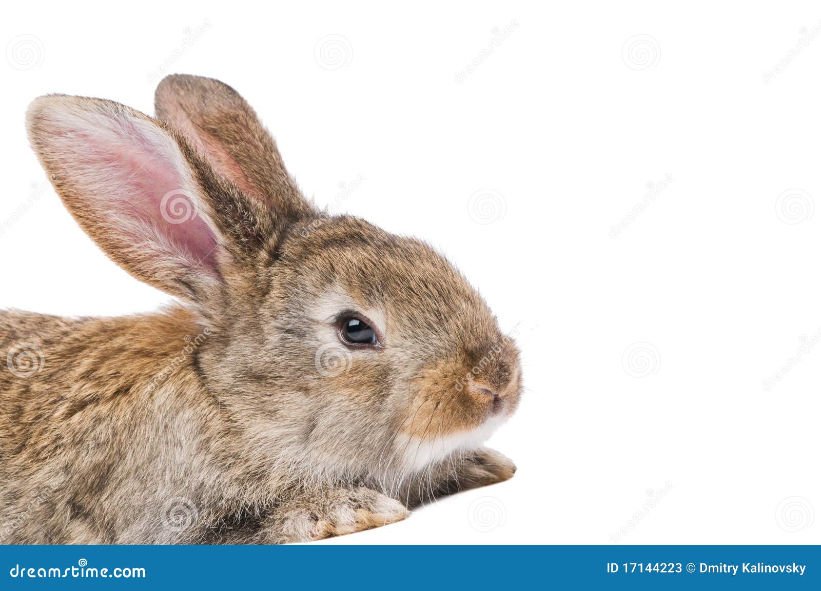 Close-up White Brown Rabbit Stock Image - Image of animal, easter: 17144223