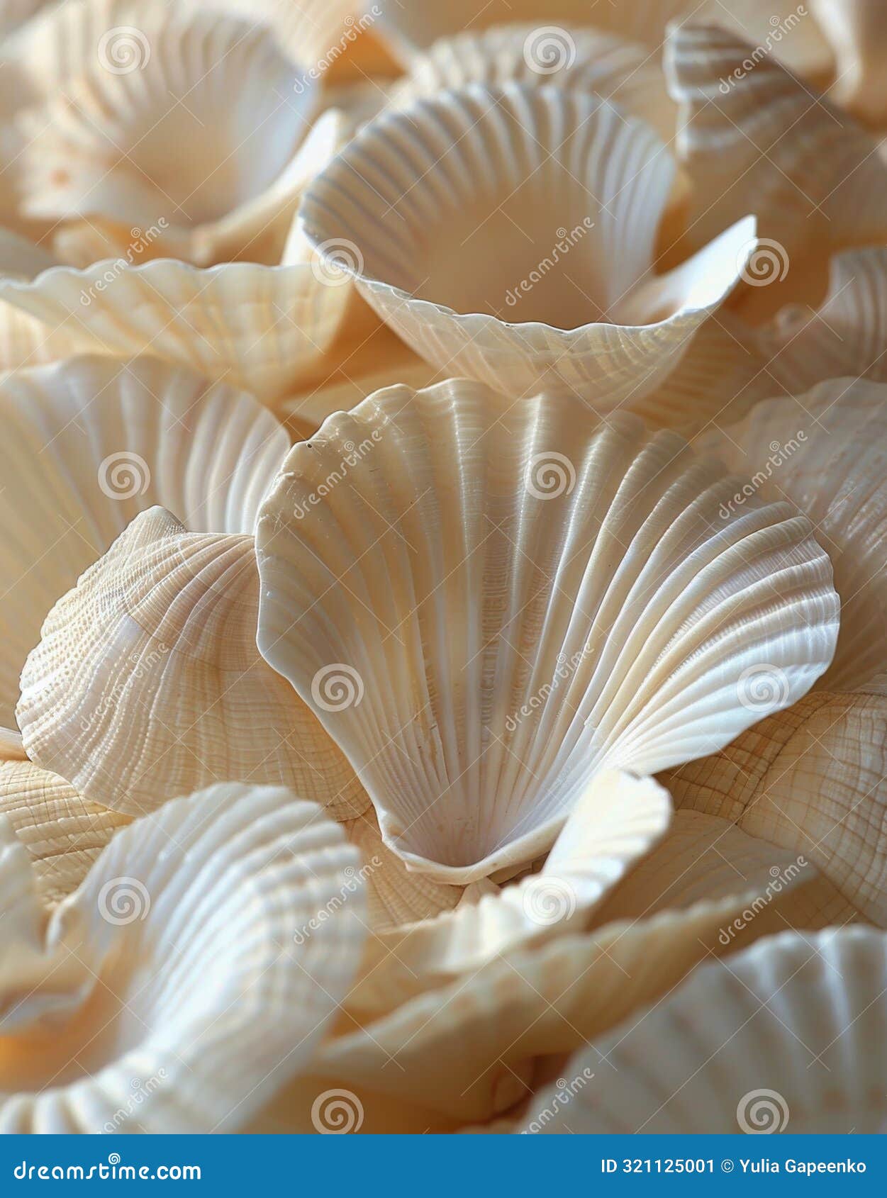 Scallop Shells Royalty-Free Stock Photography | CartoonDealer.com #3056261