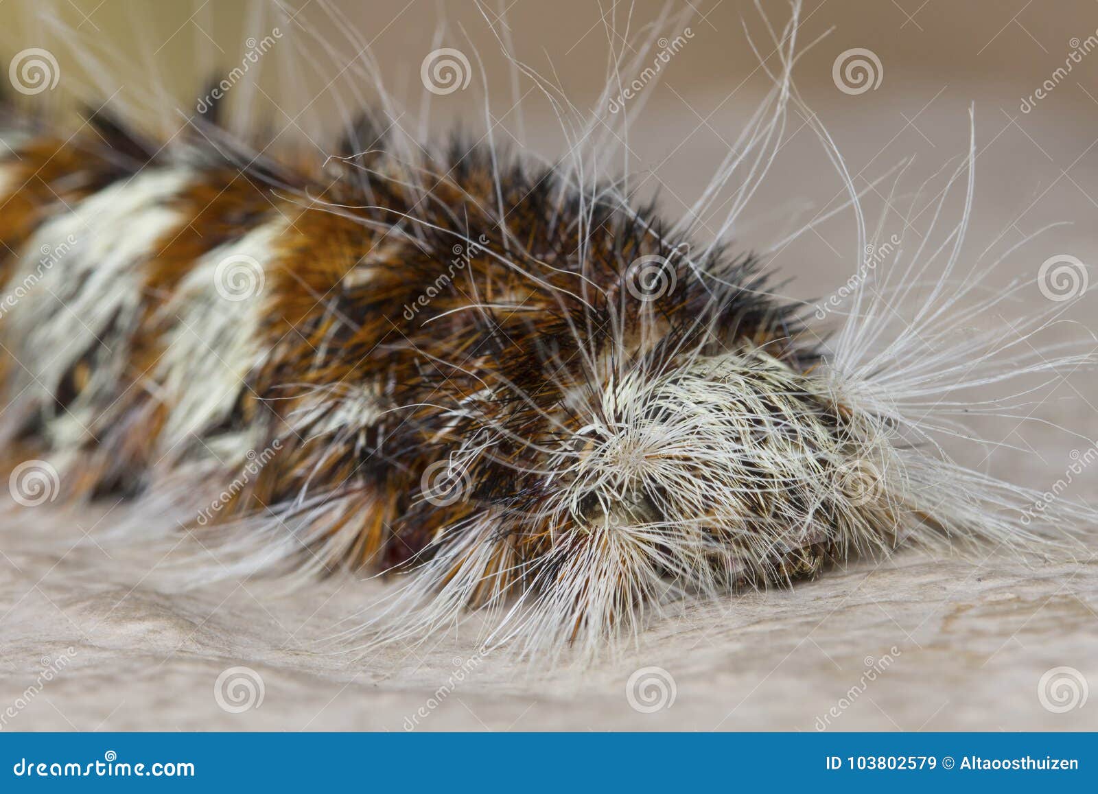 Close-up of a White and Brown Woolly Worm Crawling Along a Log Stock ...