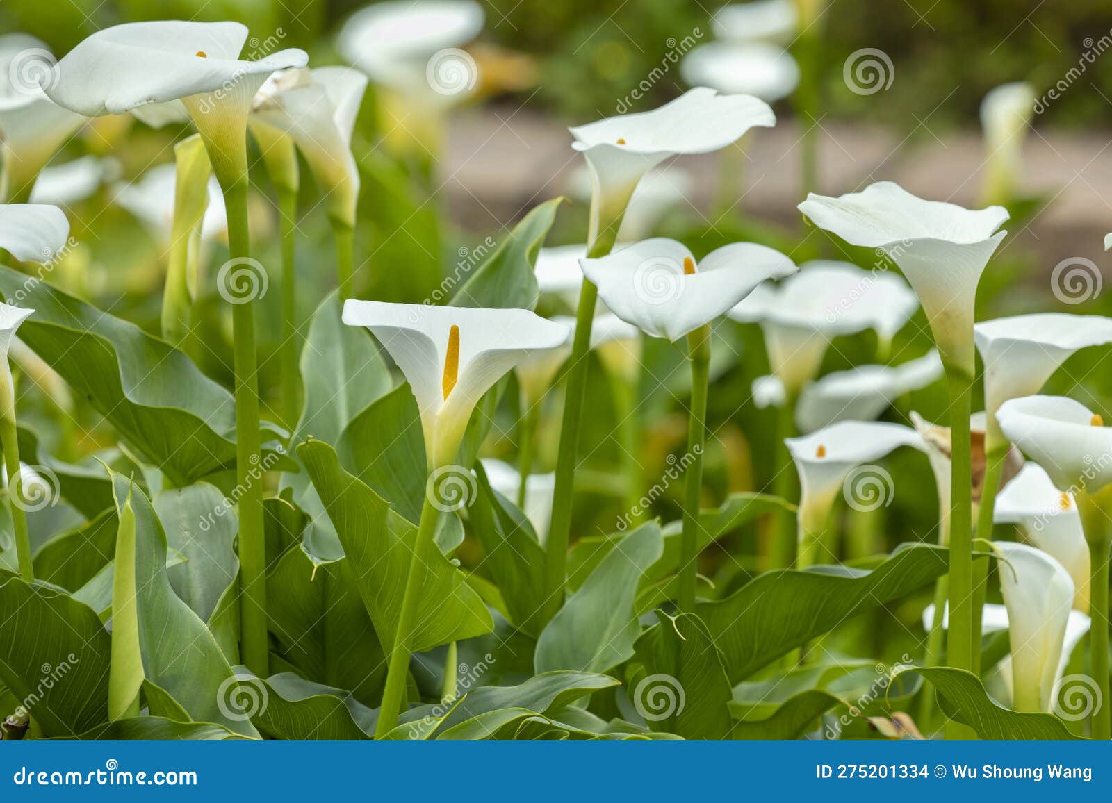 Close Up, Spring, Calla Lily Park, White Calla Lily, Calla Lily ...