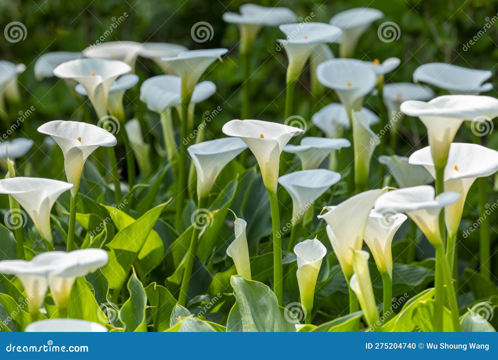 Close Up, Spring, Calla Lily Park, White Calla Lily, Calla Lily ...