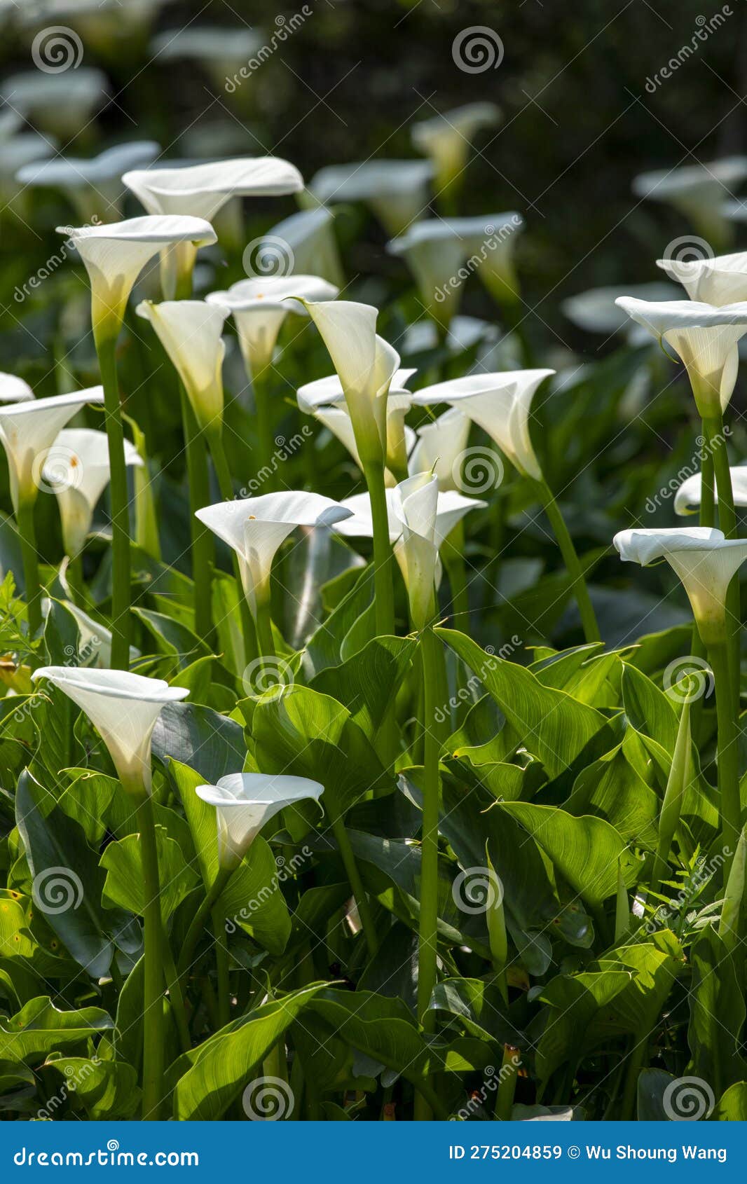 Close Up, Spring, Calla Lily Park, White Calla Lily, Calla Lily ...