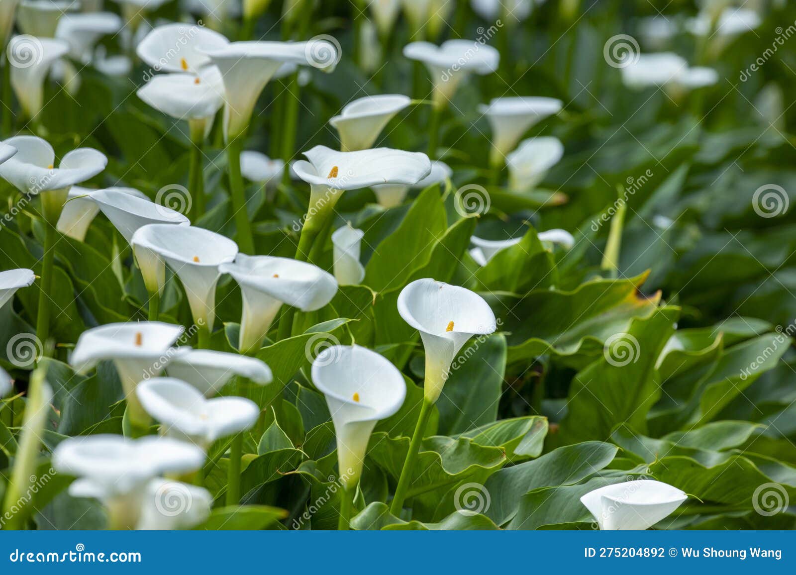 Close Up, Spring, Calla Lily Park, White Calla Lily, Calla Lily ...