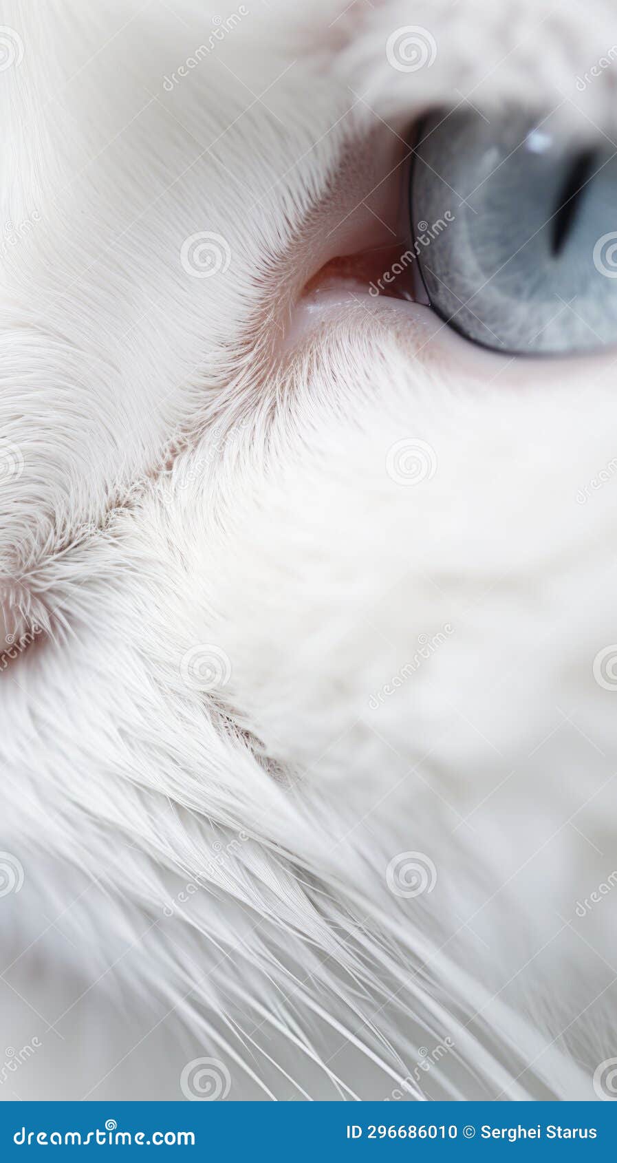 A Close Up of a White Cat S Eyes, AI Stock Photo - Image of looking ...