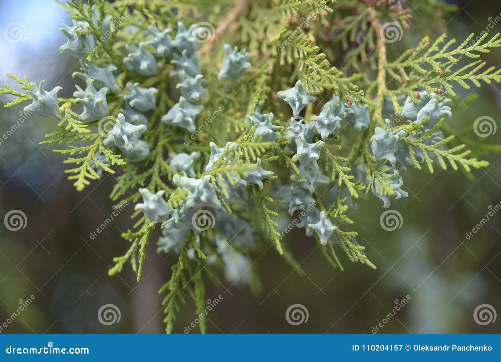 Close Up of White Cedar Flowering Branches Stock Image - Image of ...