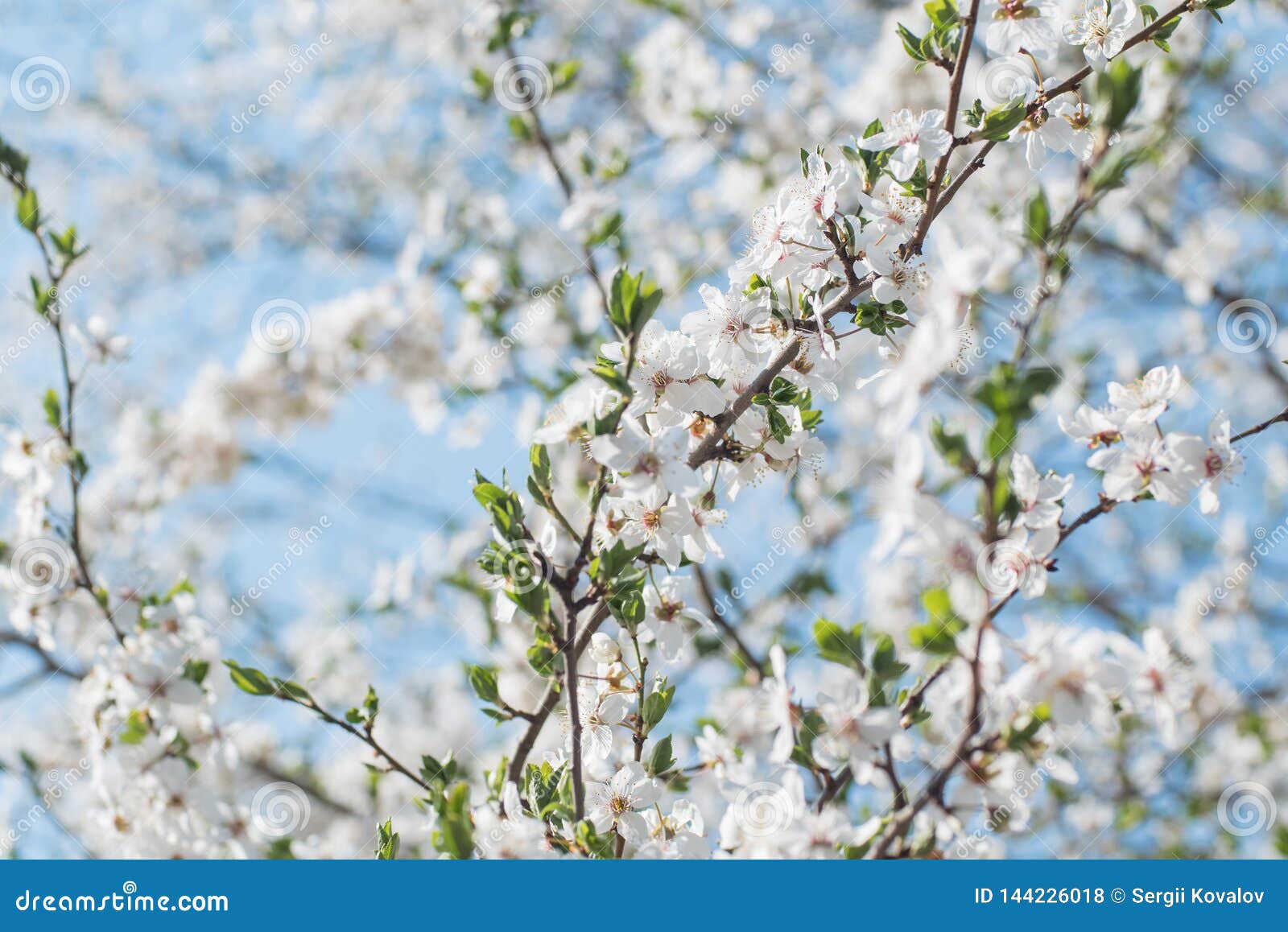 Spring time concept stock photo. Image of bloom, green - 144226018