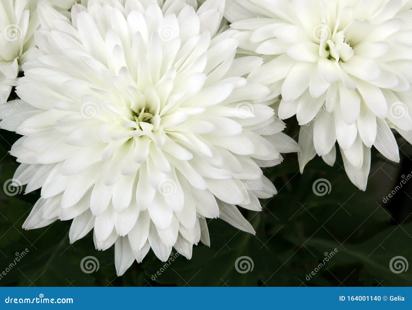 Close Up of White Chrysanthemum Flowers. Top View Stock Photo - Image ...