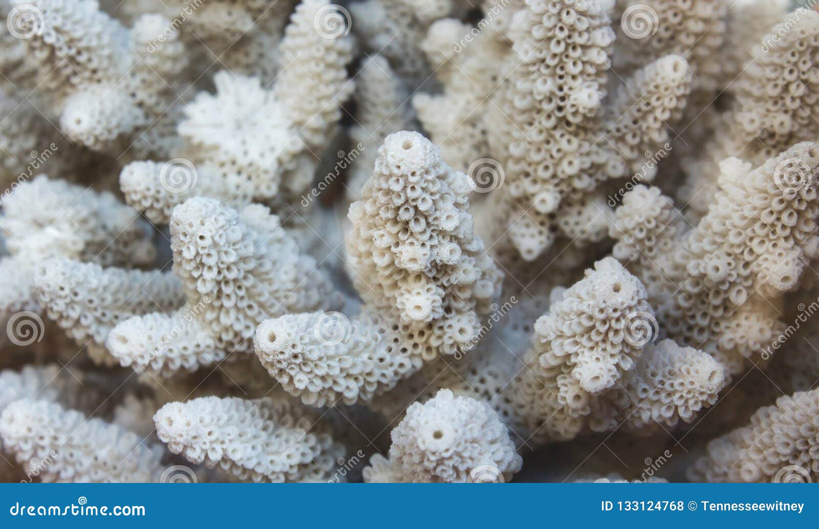 Close Up of White Coral Reef Stock Photo - Image of pattern, aquatic ...