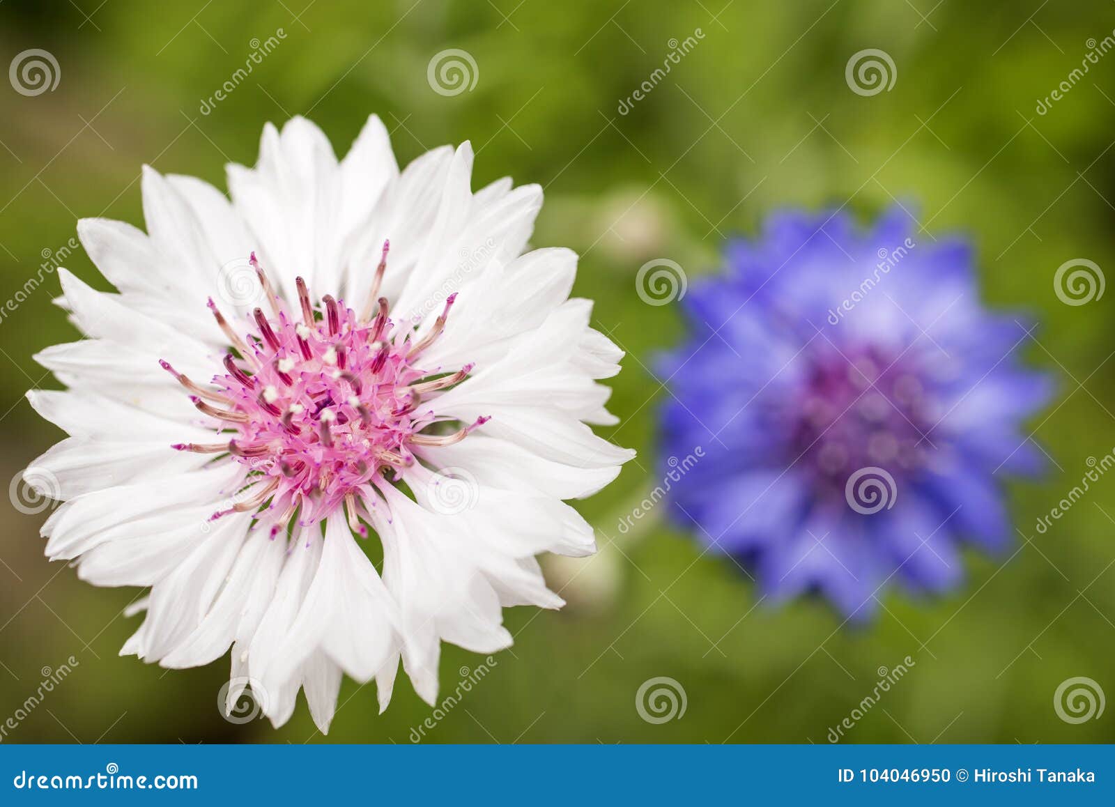 White Cornflower On A Background Of Green Grass Stock Photo | CartoonDealer.com #148689120