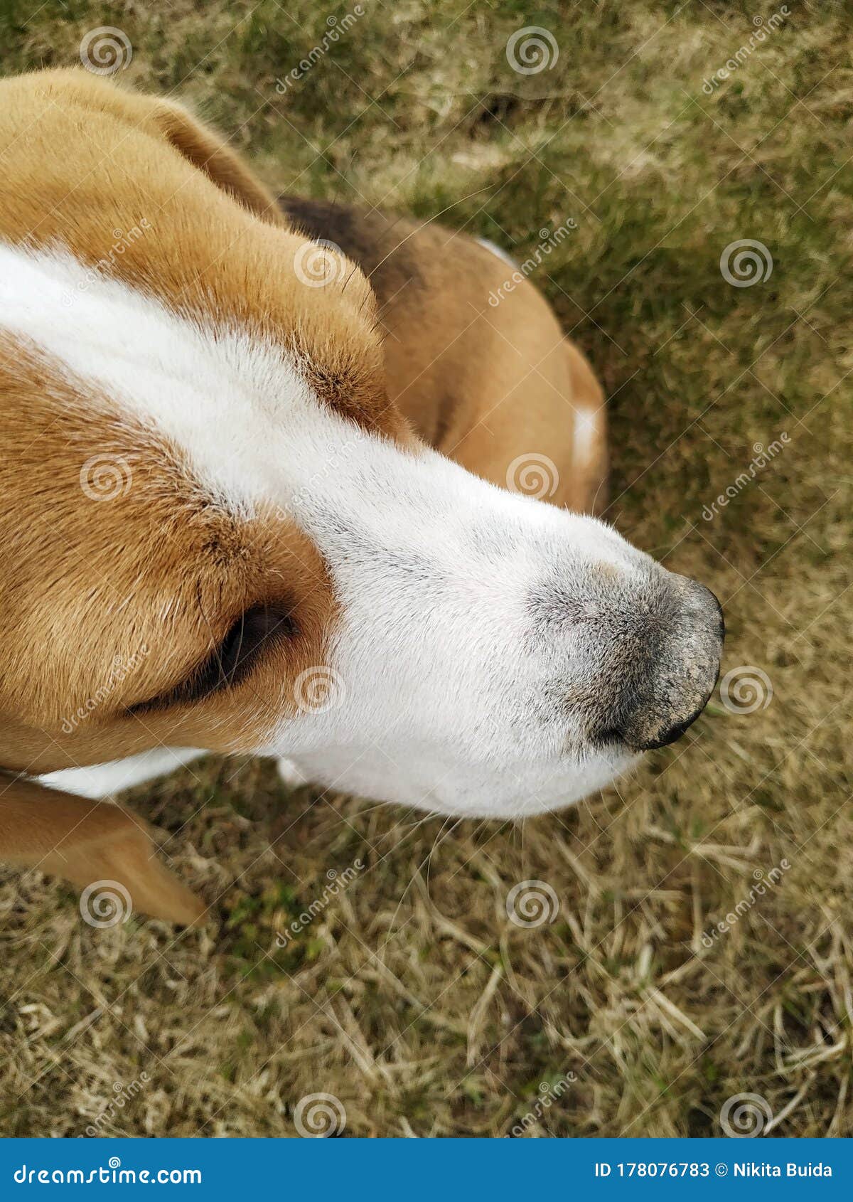 A Close Up of a White Dog Nose Stock Image - Image of white, healthy ...