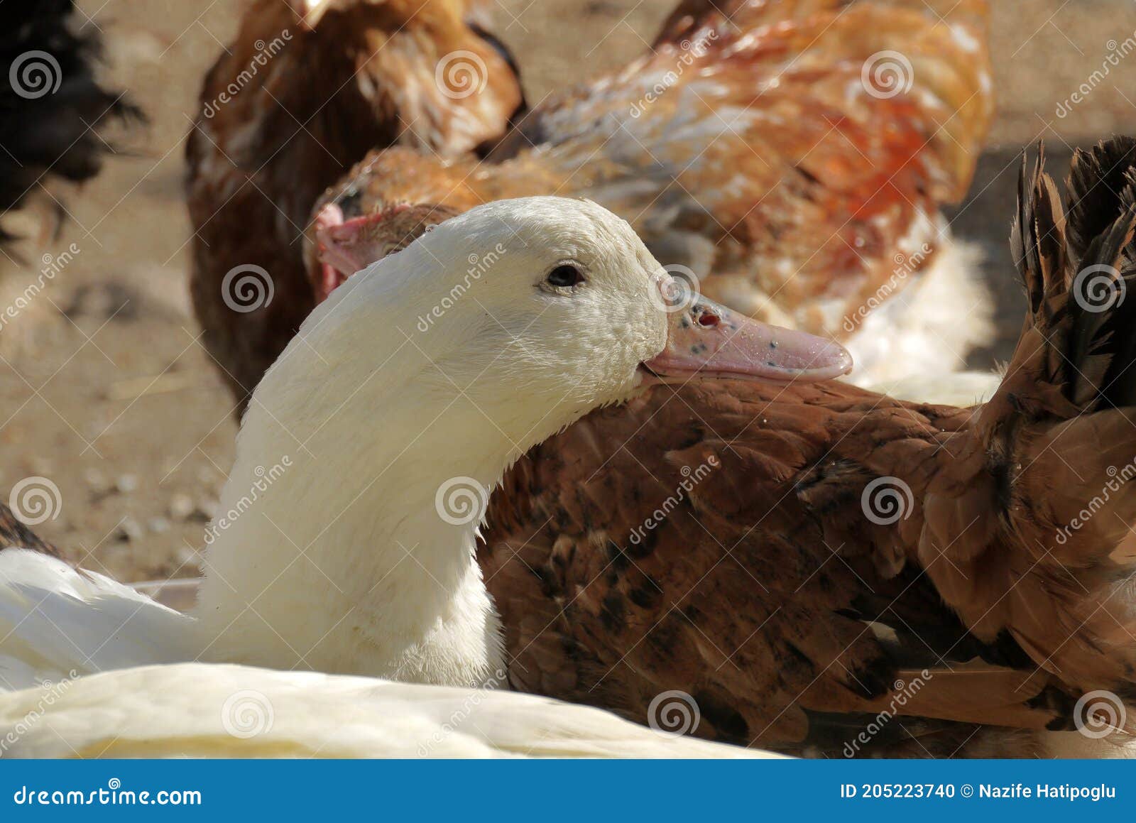 Close-up White Duck Head, Close-up Head of a Duck Stock Photo - Image ...