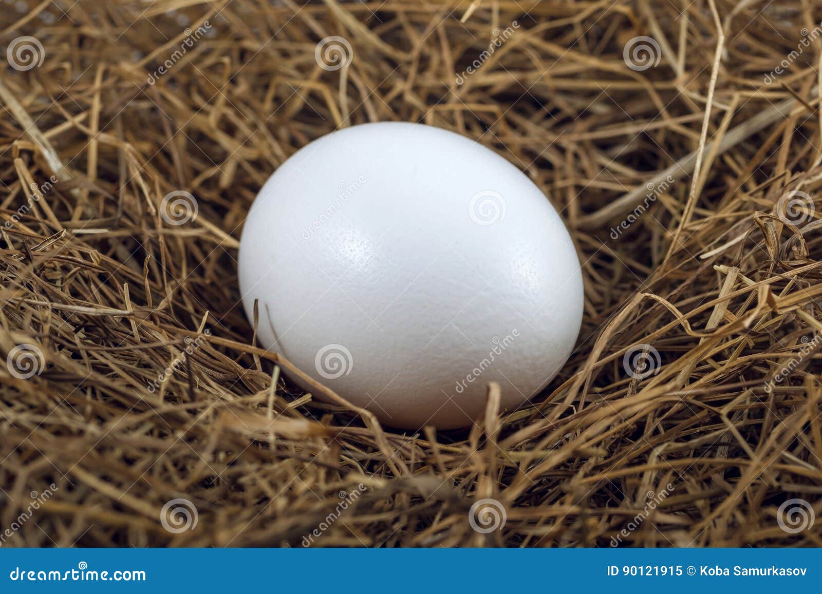 Close Up of White Egg Laying in Bird Nest Stock Image - Image of succes ...