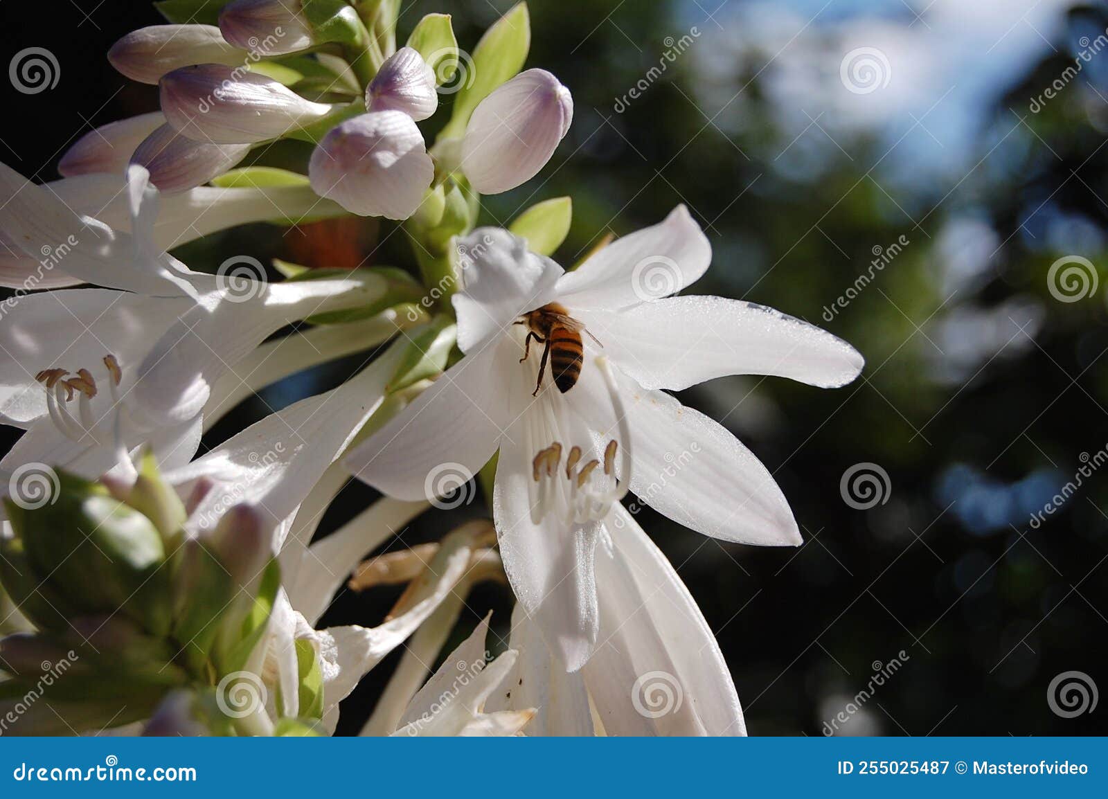 Close Up White Flower with Bee Inside Stock Image - Image of hive ...