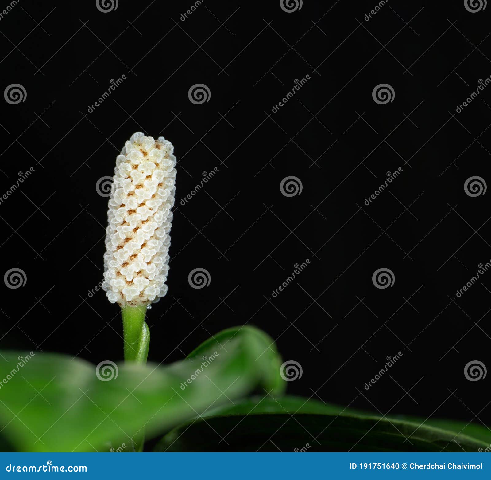 Close Up White Flower Buds Isolated on Black Background Stock Photo ...